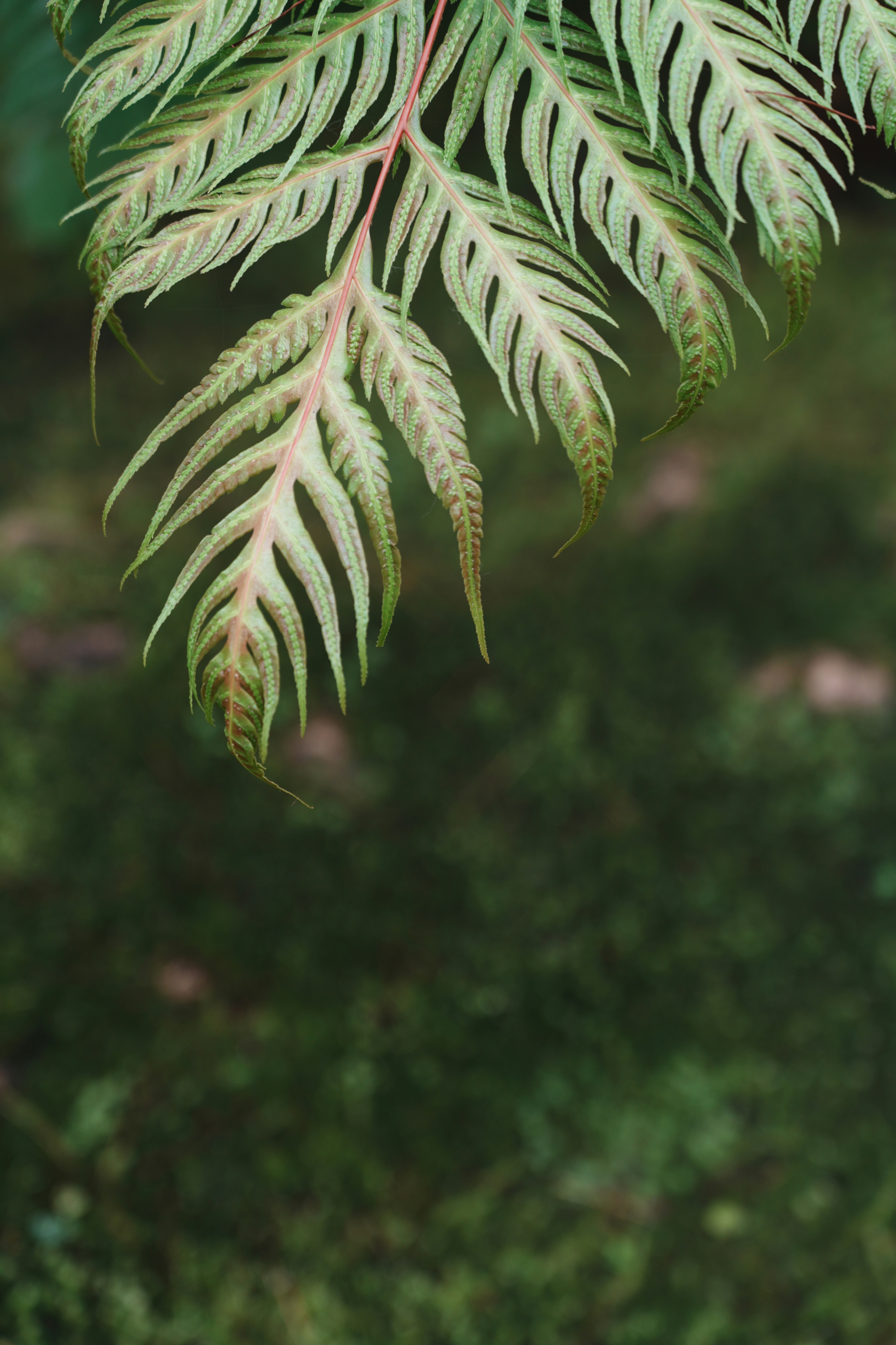 Delicate Fern Fronds Arching into Soft Focus Garden