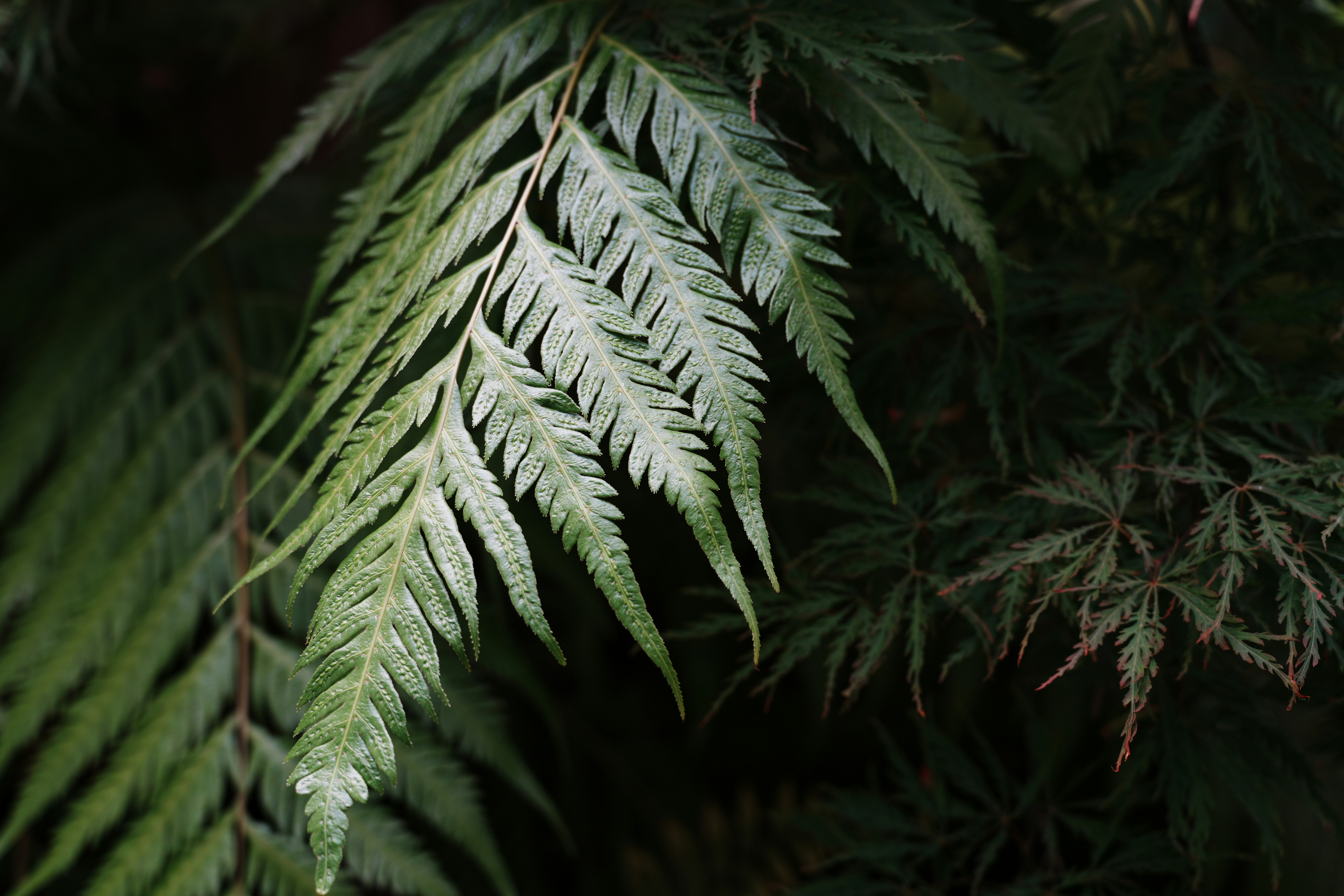 Vein-Laced Fern in Dappled Shade