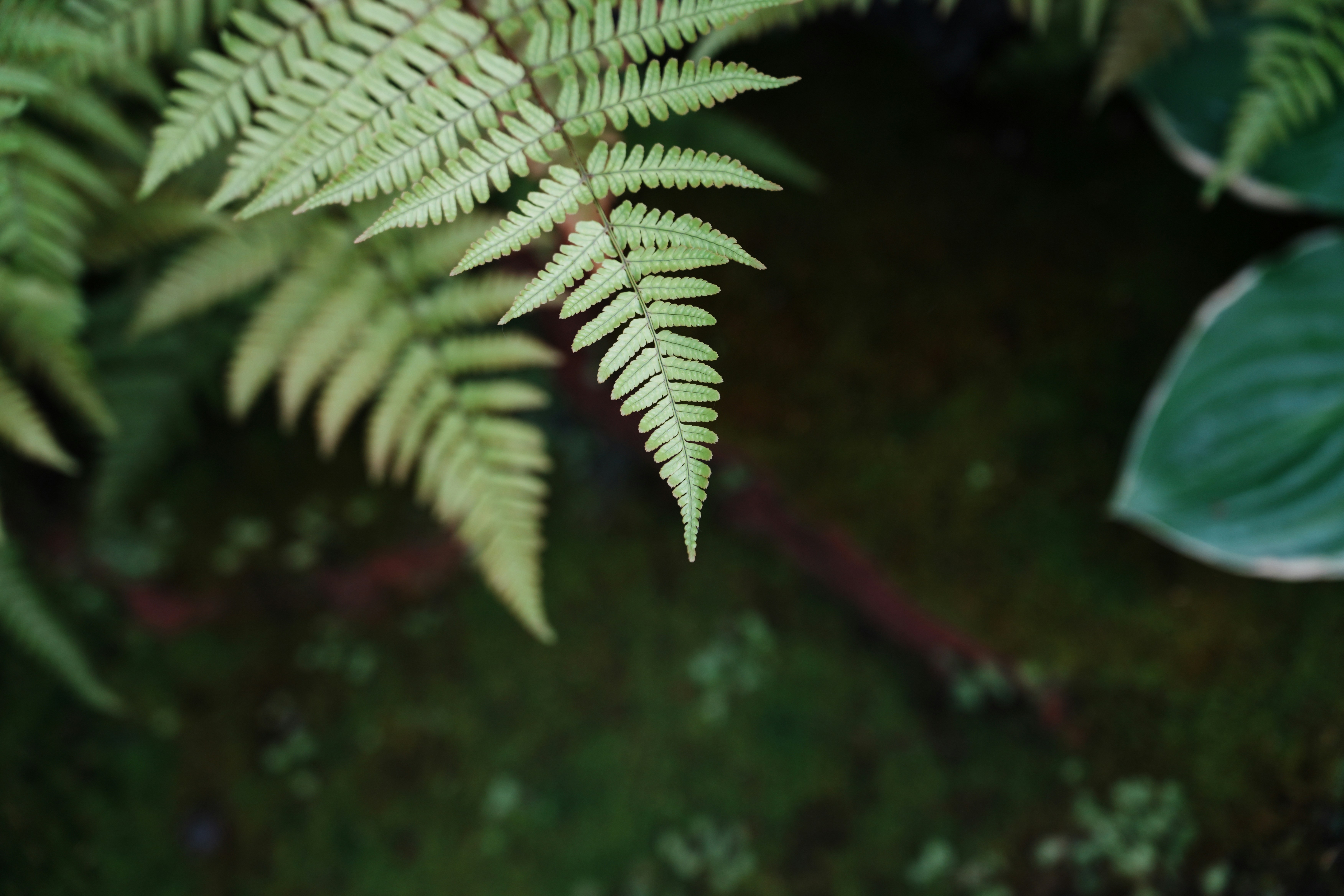 Fronds in Focus: A Quiet Corner of Greenery