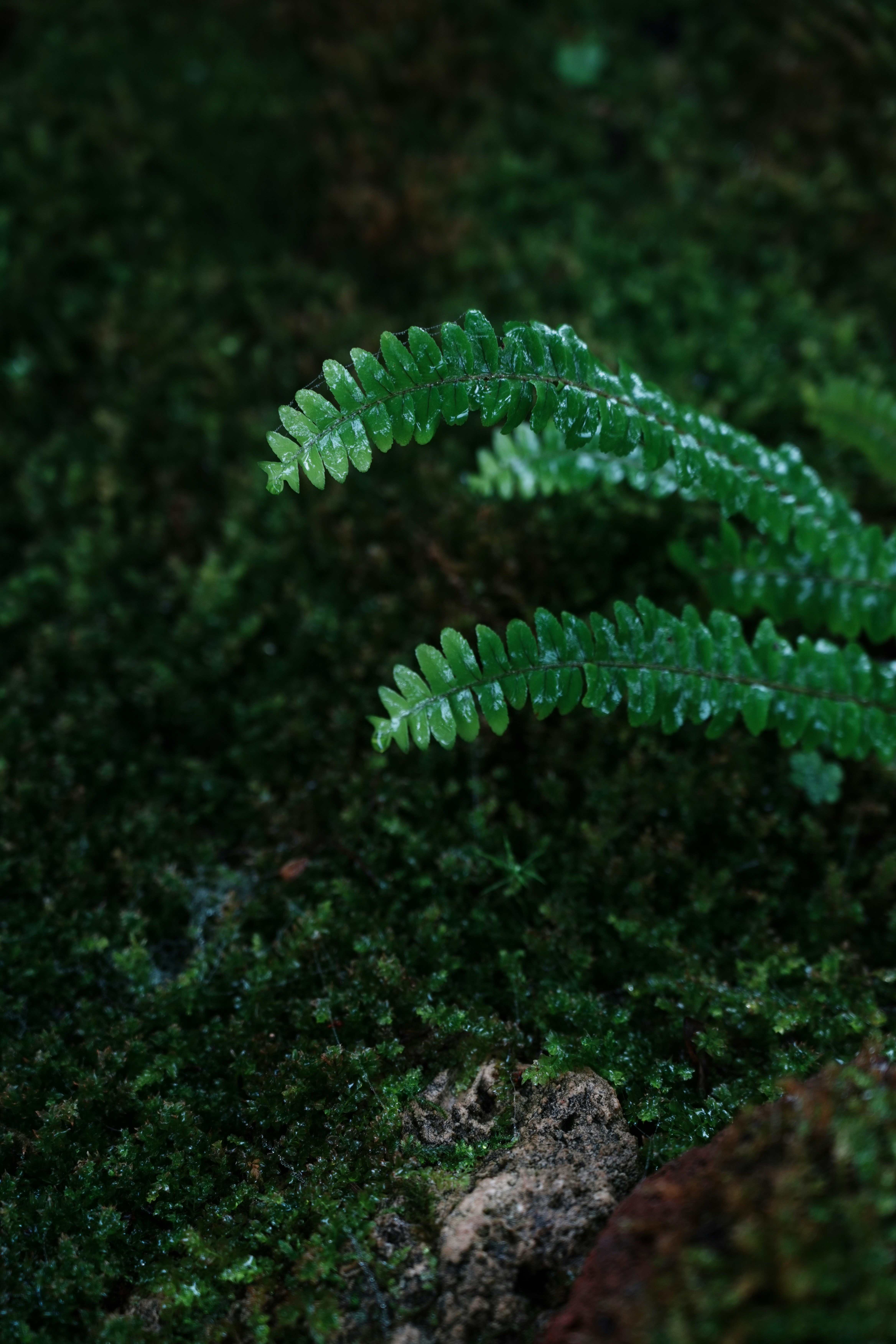 Emerald Ferns in Quiet Moss