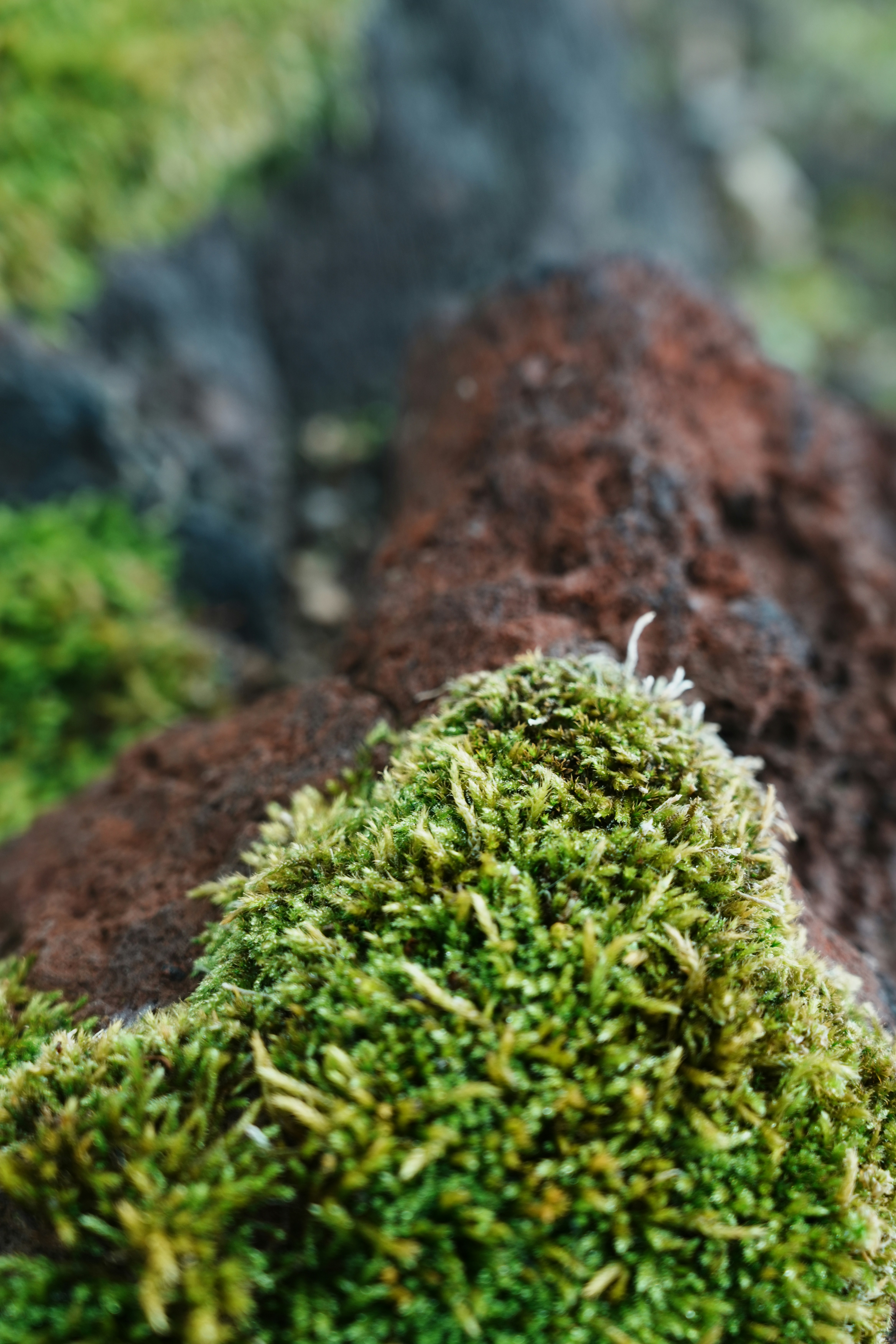 Moss Crown on a Timeworn Log