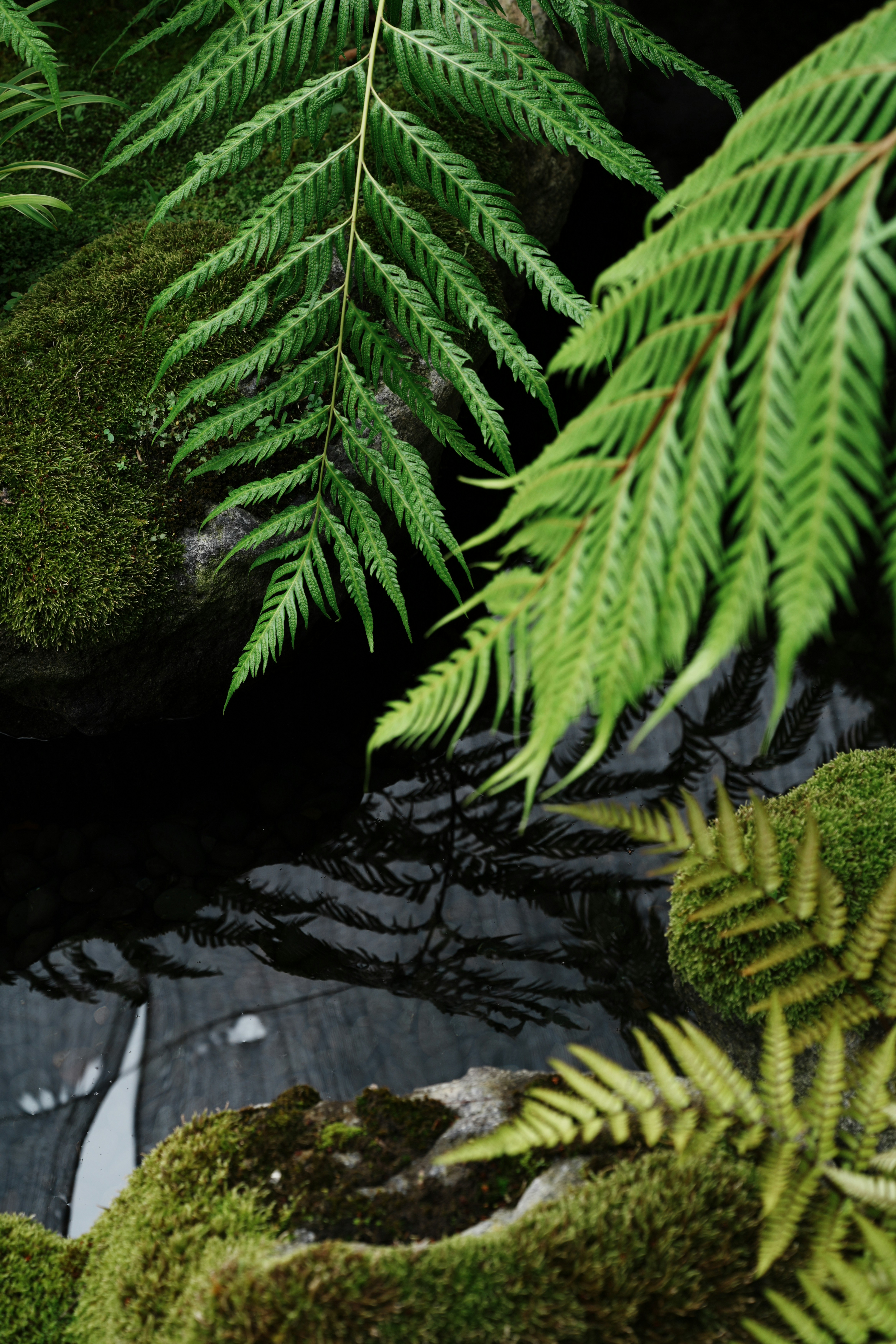 Emerald Fern Reflections Over Moss and Water