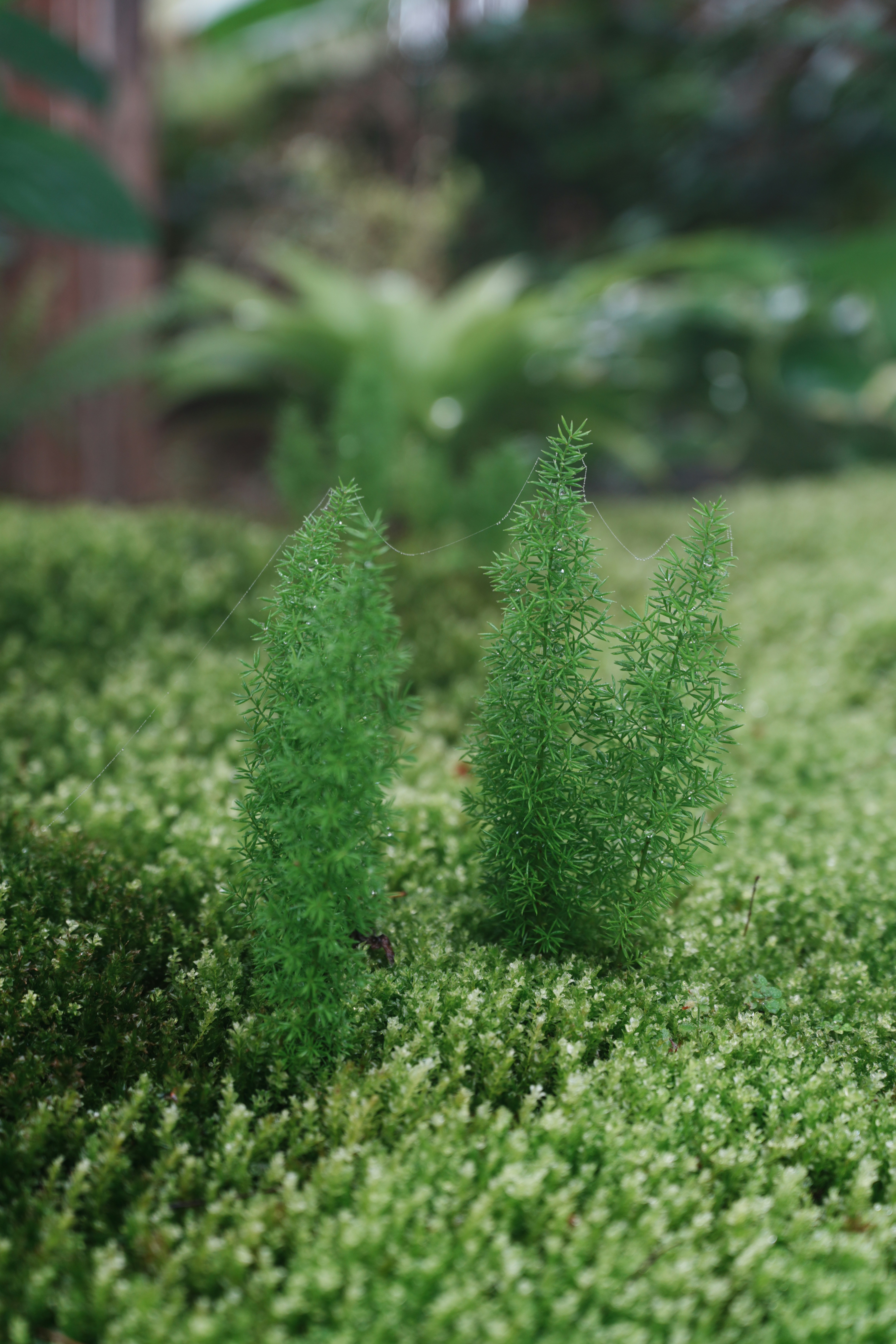 Emerald Sprouts Rising from a Plush Green Carapace