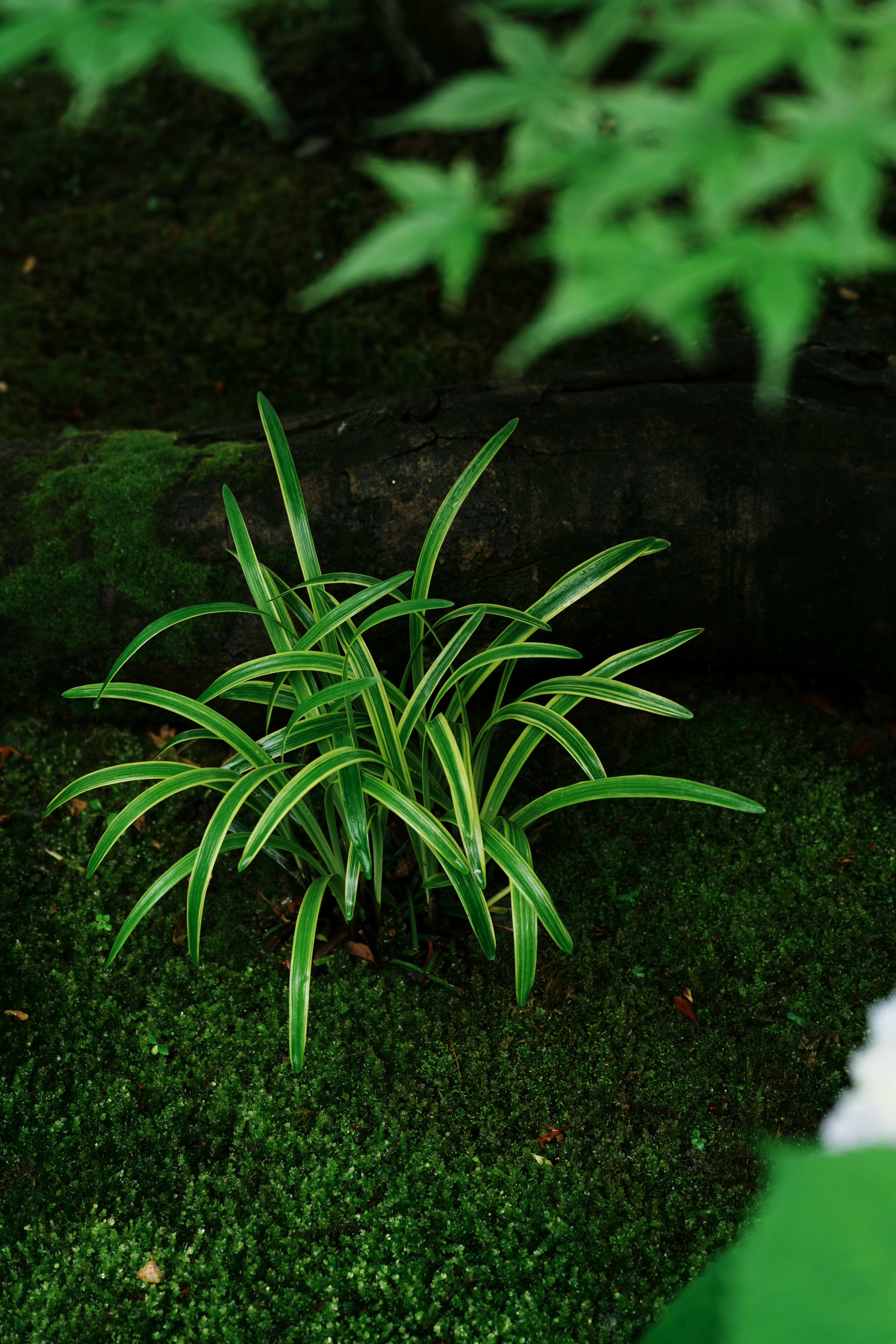 Luminous Spider Plant Frond Cluster Anchored by Mossy Green Carpet