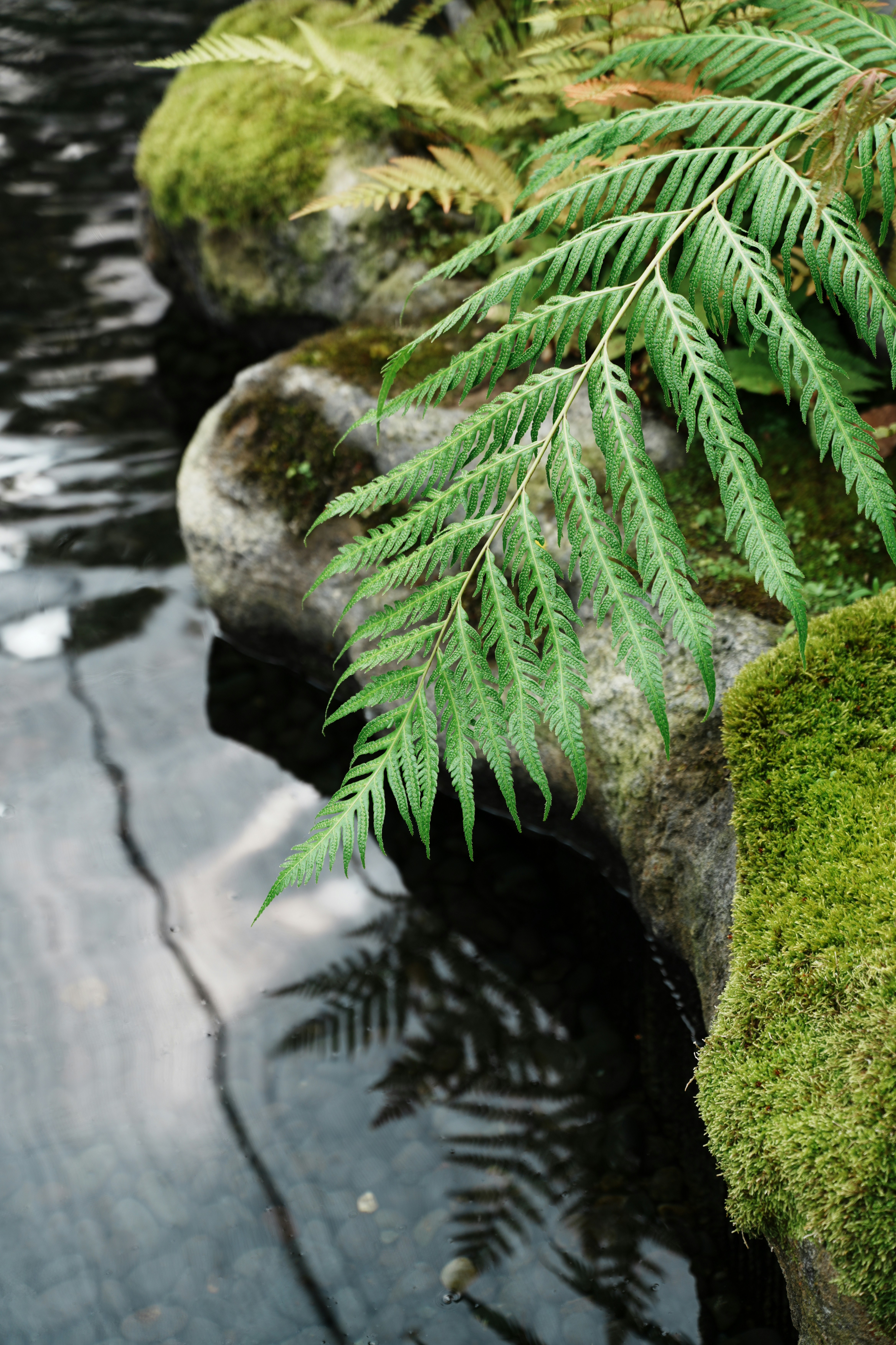 Emerald Fern over Moss-Crowned Stones by Quiet Water