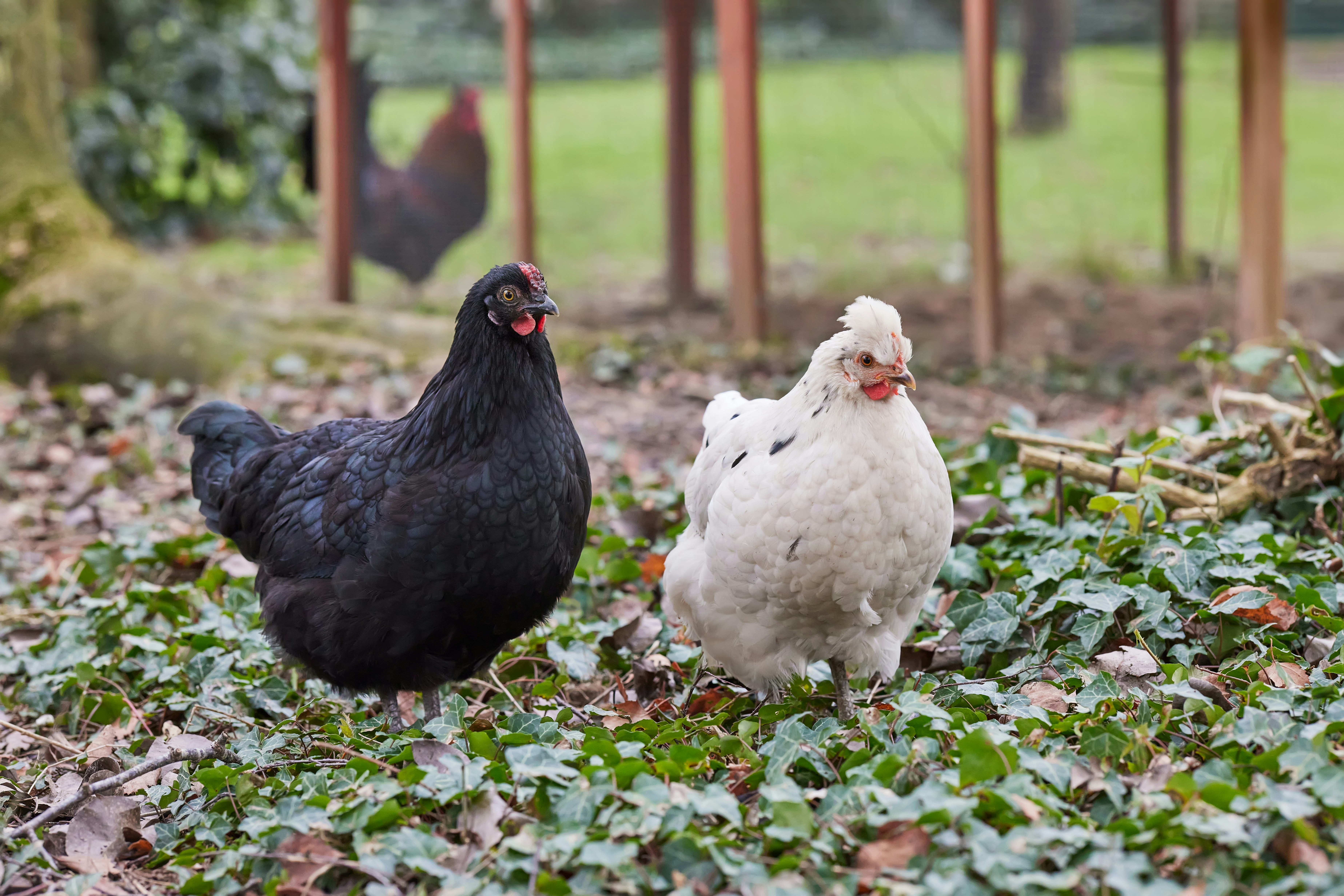Two Chickens in a Garden: Black and White Pieces in Ivy Ground Cover