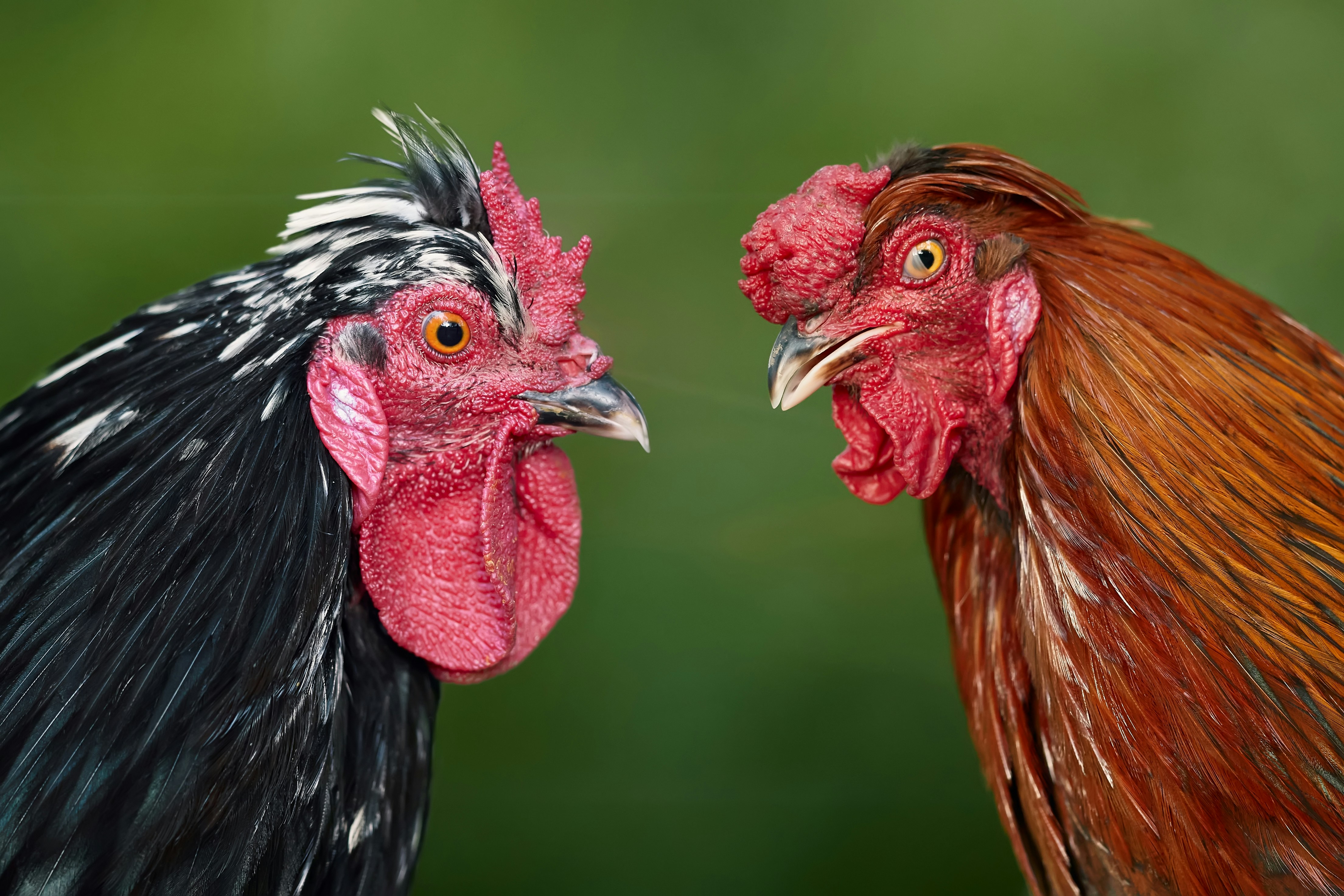 Confrontation at Eye-Level: Black and Red Gamefowl in Dialogue