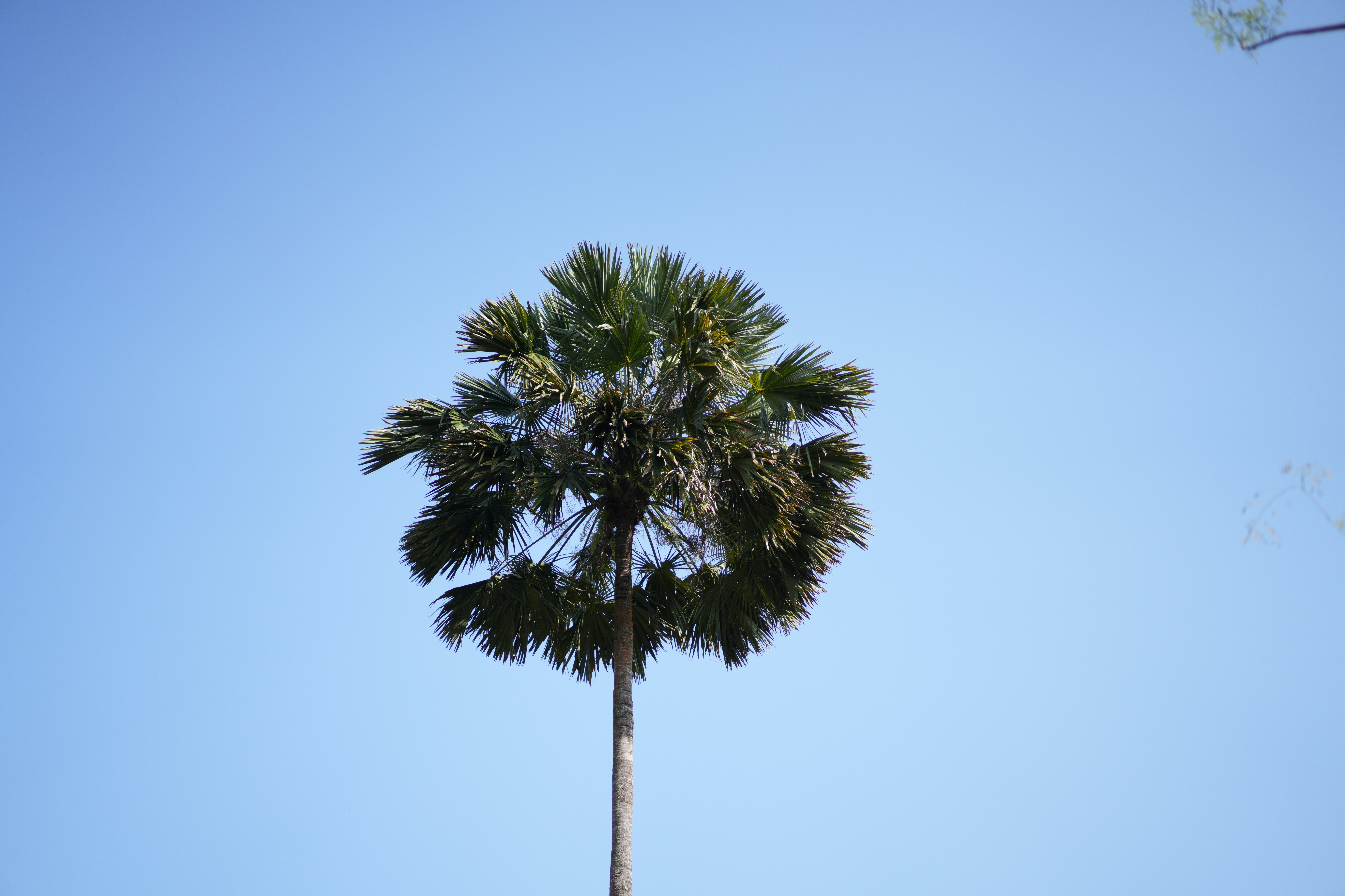 Isolated Palm Sentinel Beneath a Clear Sky