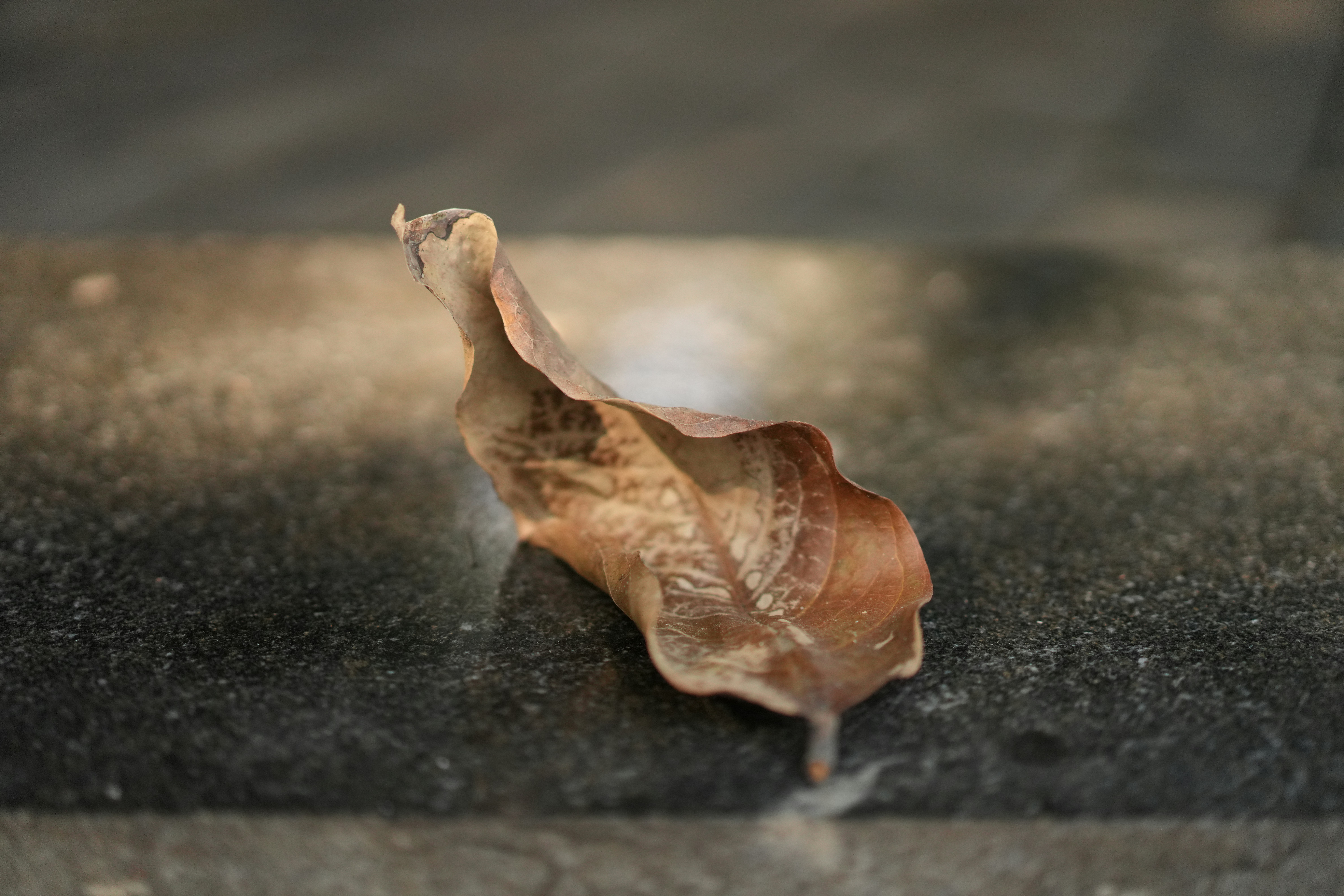 Withered Leaf on Rain-Wlicked Pavement: A Quiet Moment