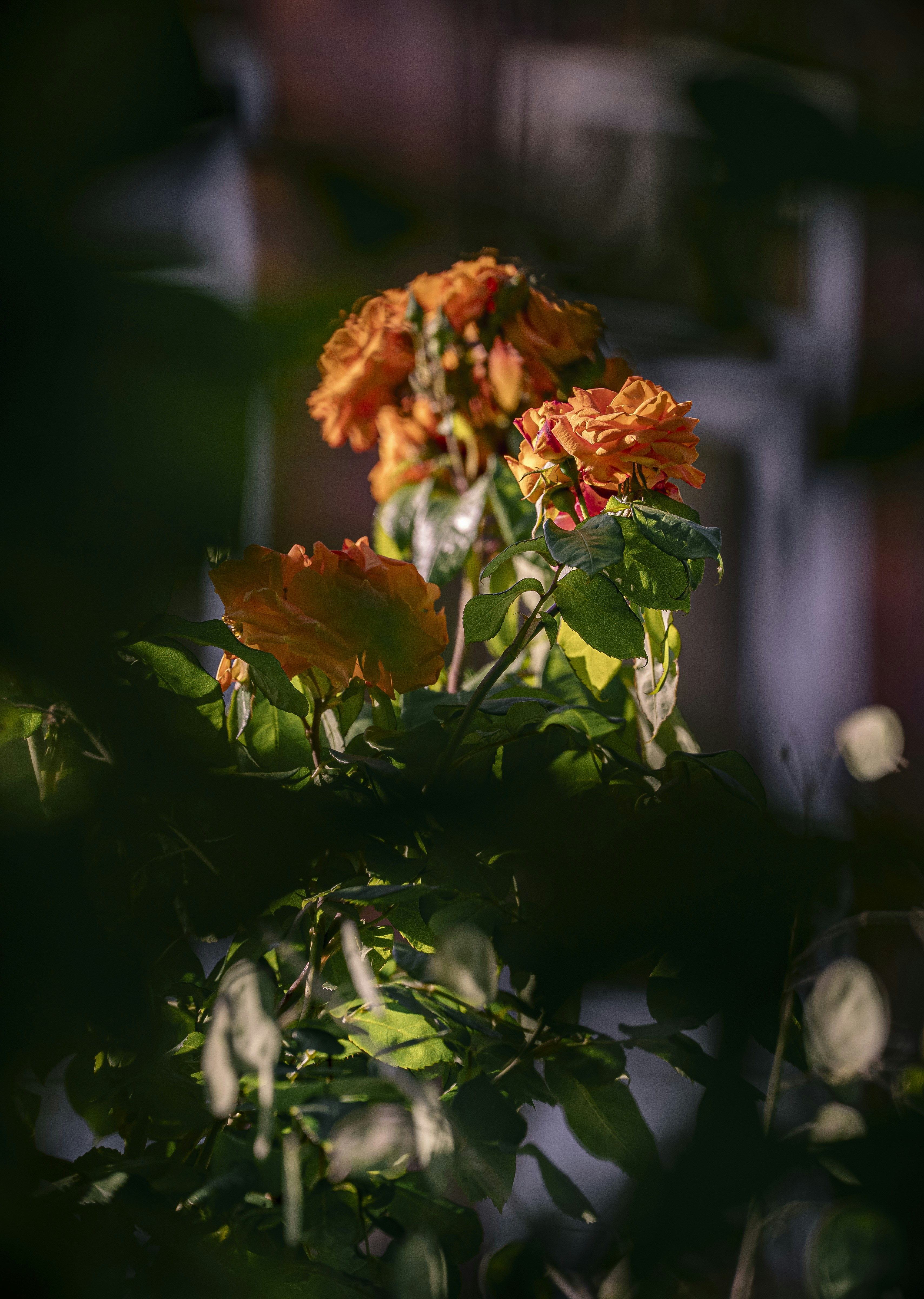 Amber Roses in a Shaded Nook