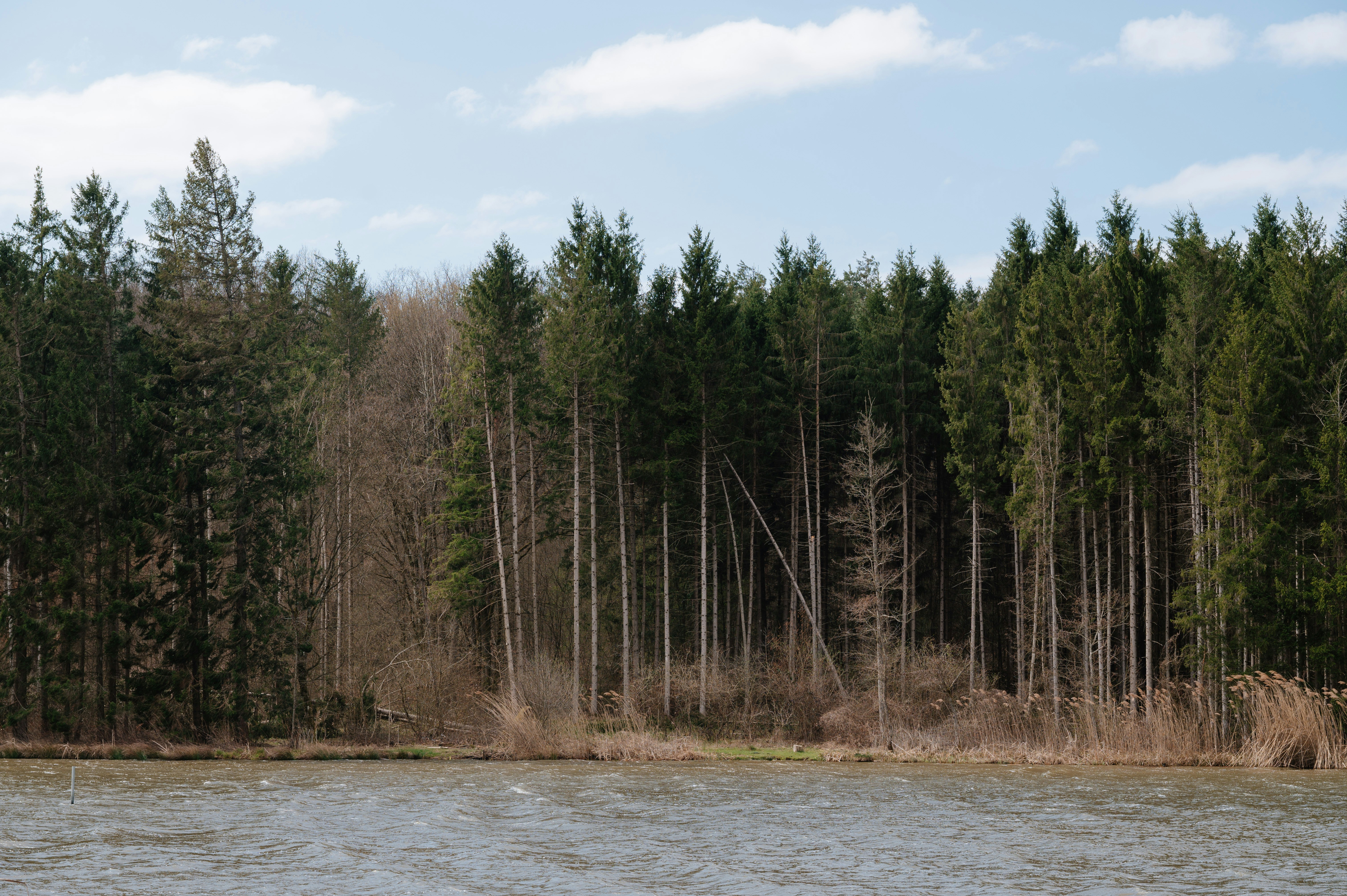 Riverside Edge: Conifer Line at Dusk