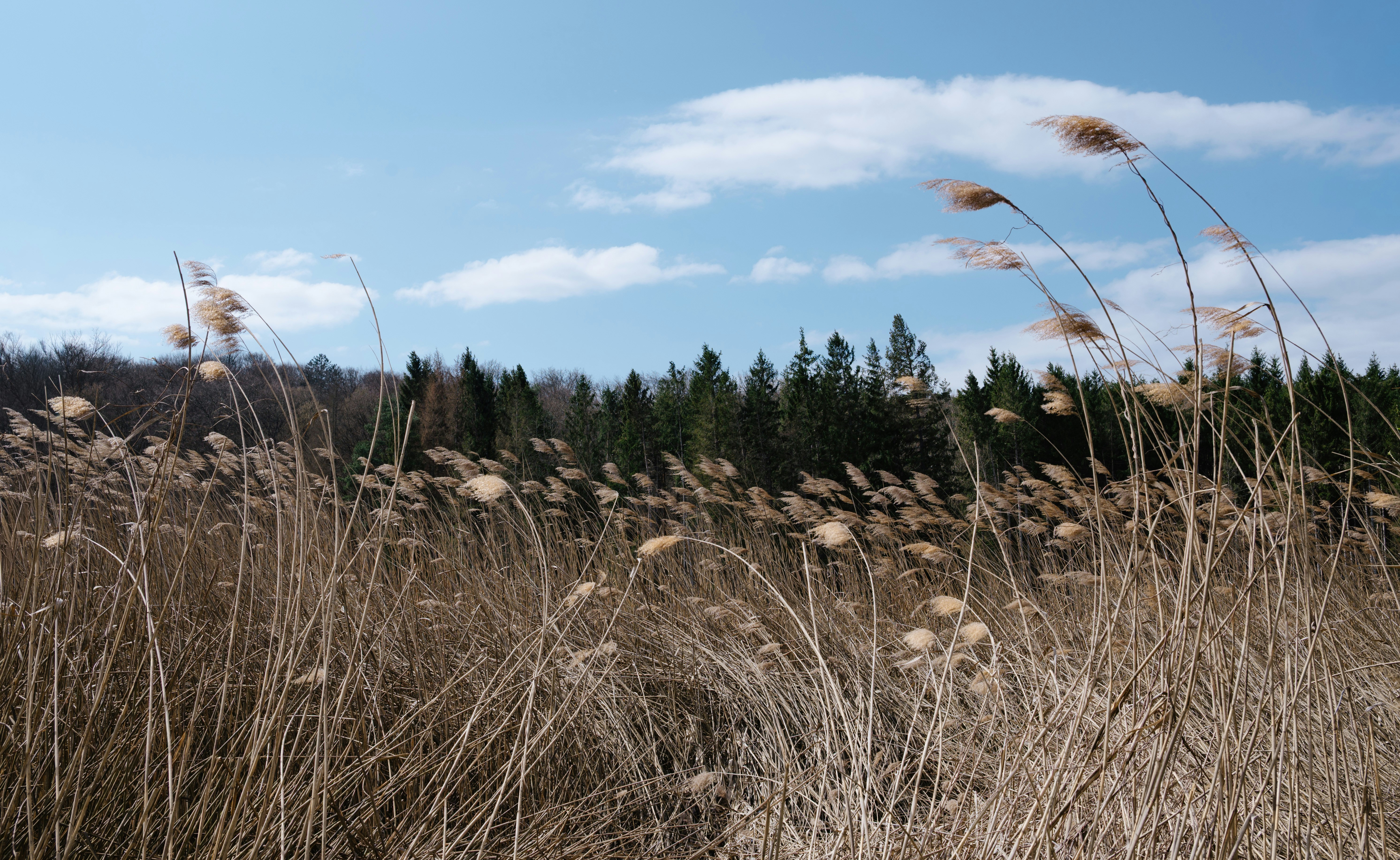Tall golden grasses bend toward a distant pine forest under a bright blue sky