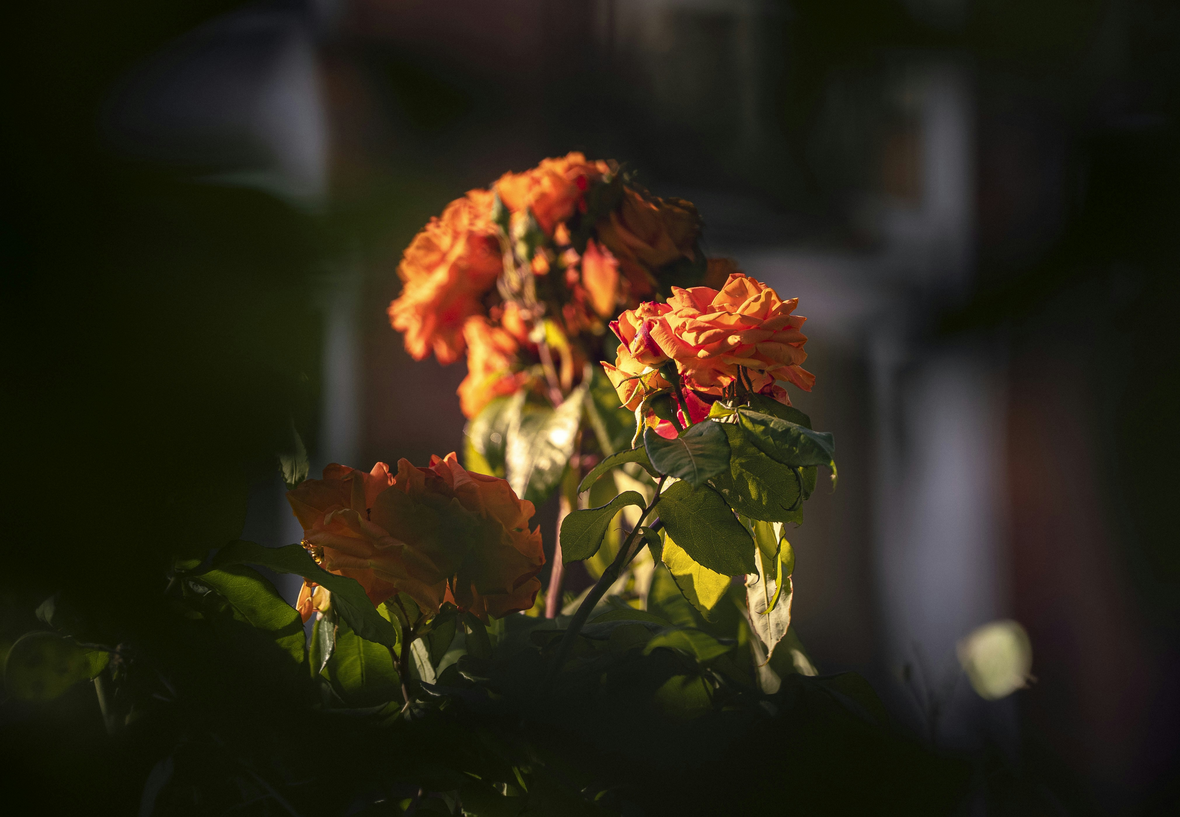 Sunlit Orange Roses Emerging from a Dark Windowed Frame