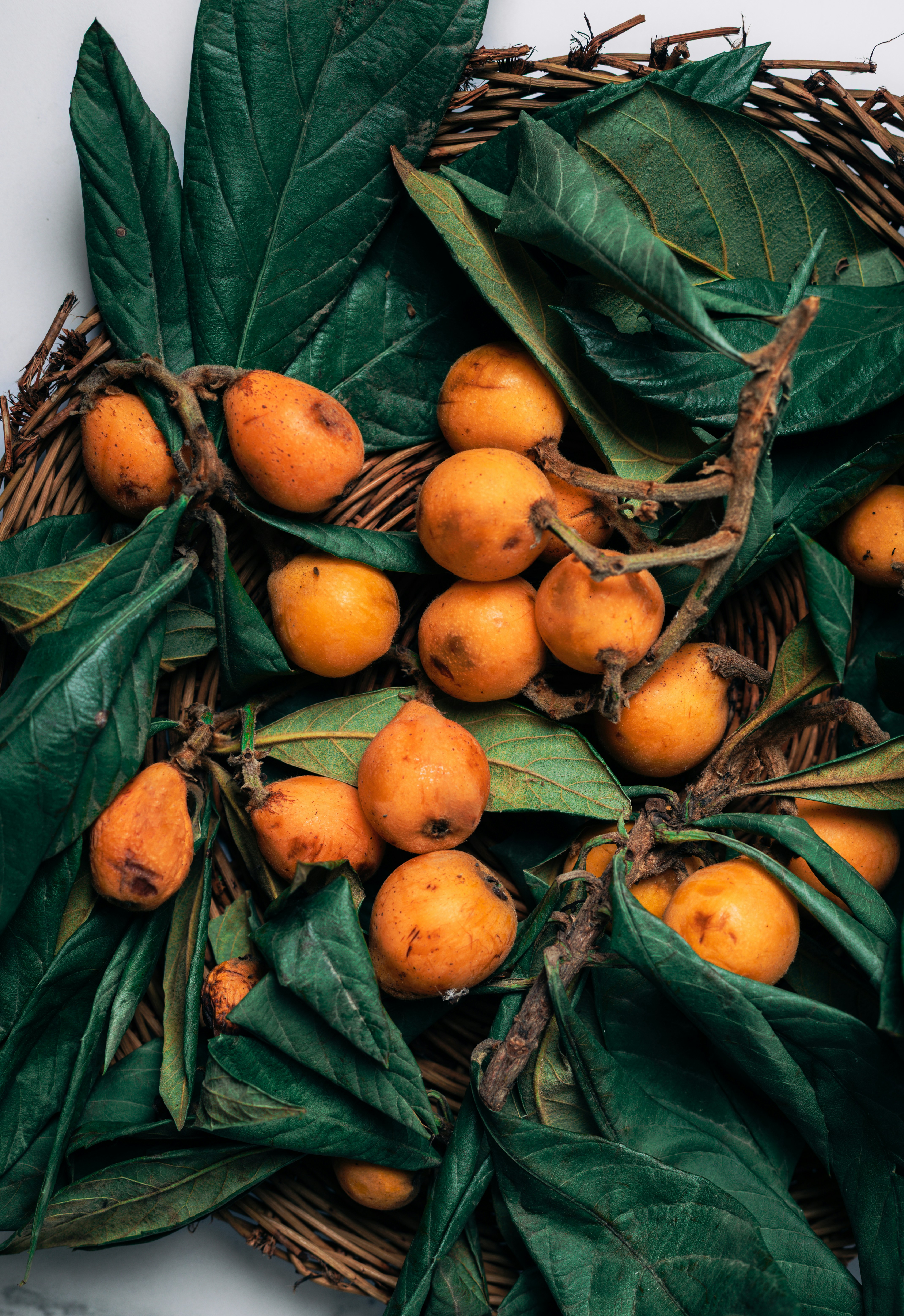 Basket of Citrus Echoes: Orange Orbs Resting Among Dark Green Leaves