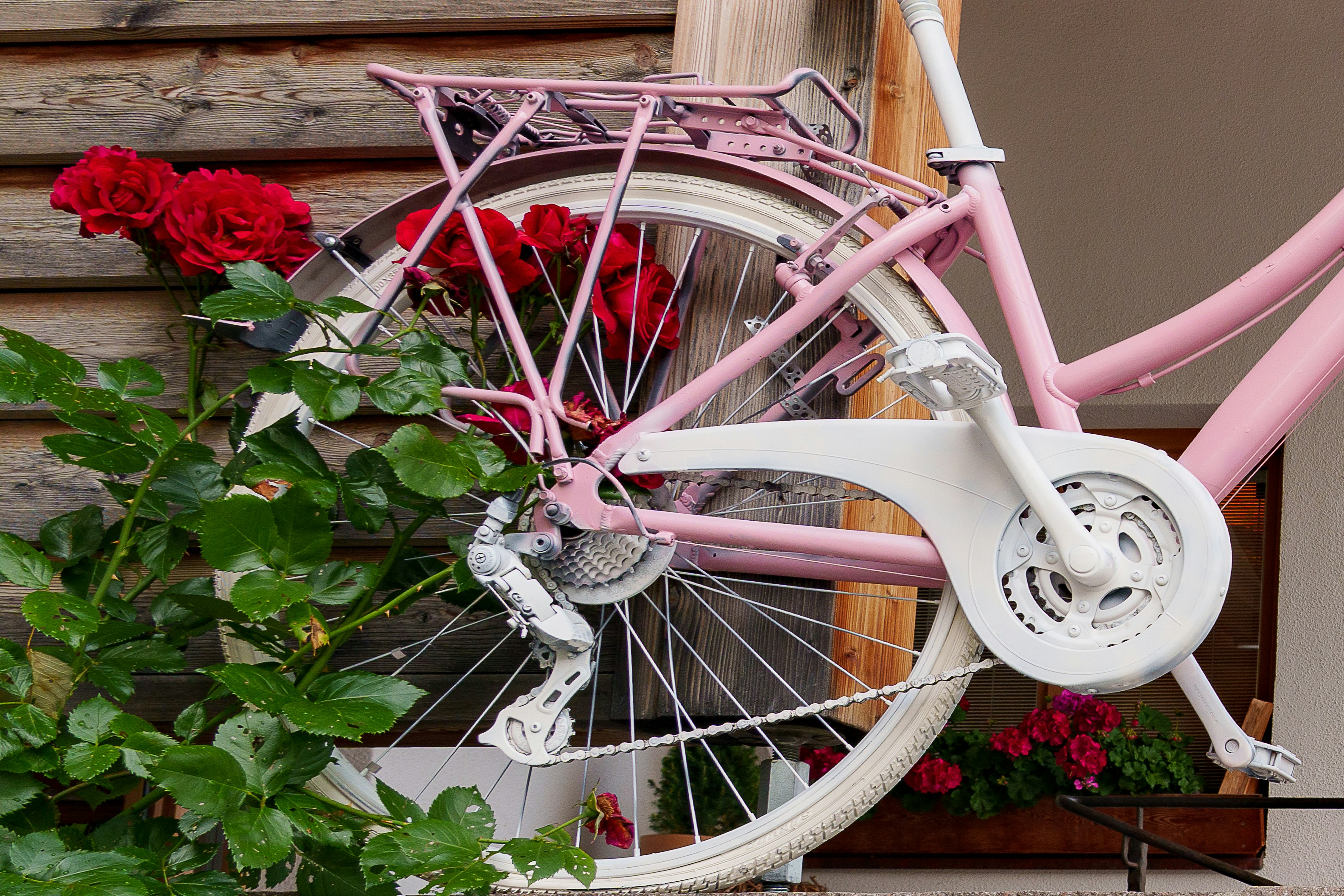 Pastel bicycle bloom: a pink ride leaning against red roses