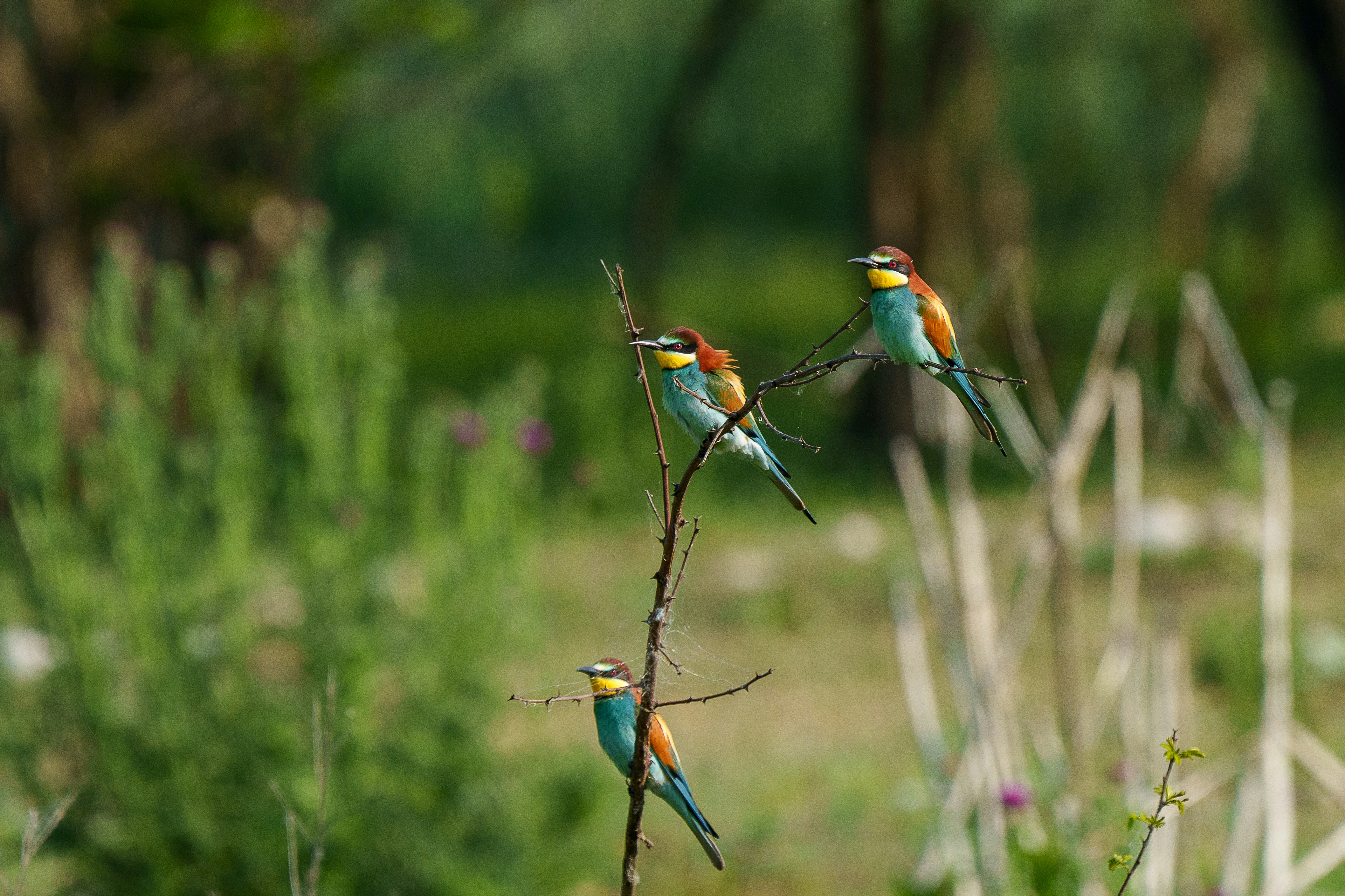 Three Kingfishers on a Weathered Branch