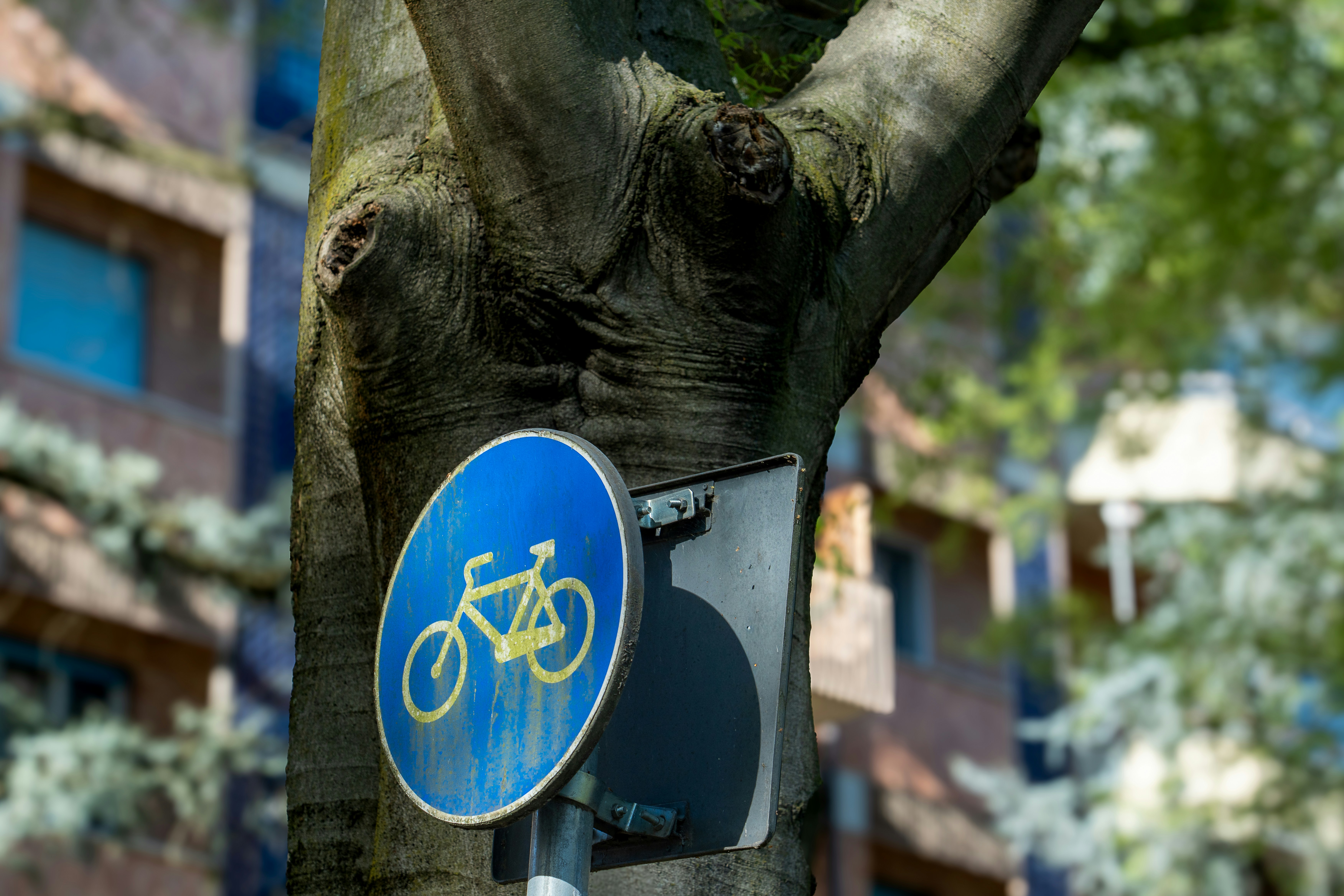 Blue Bicycle Sign Clinging to a Trunk