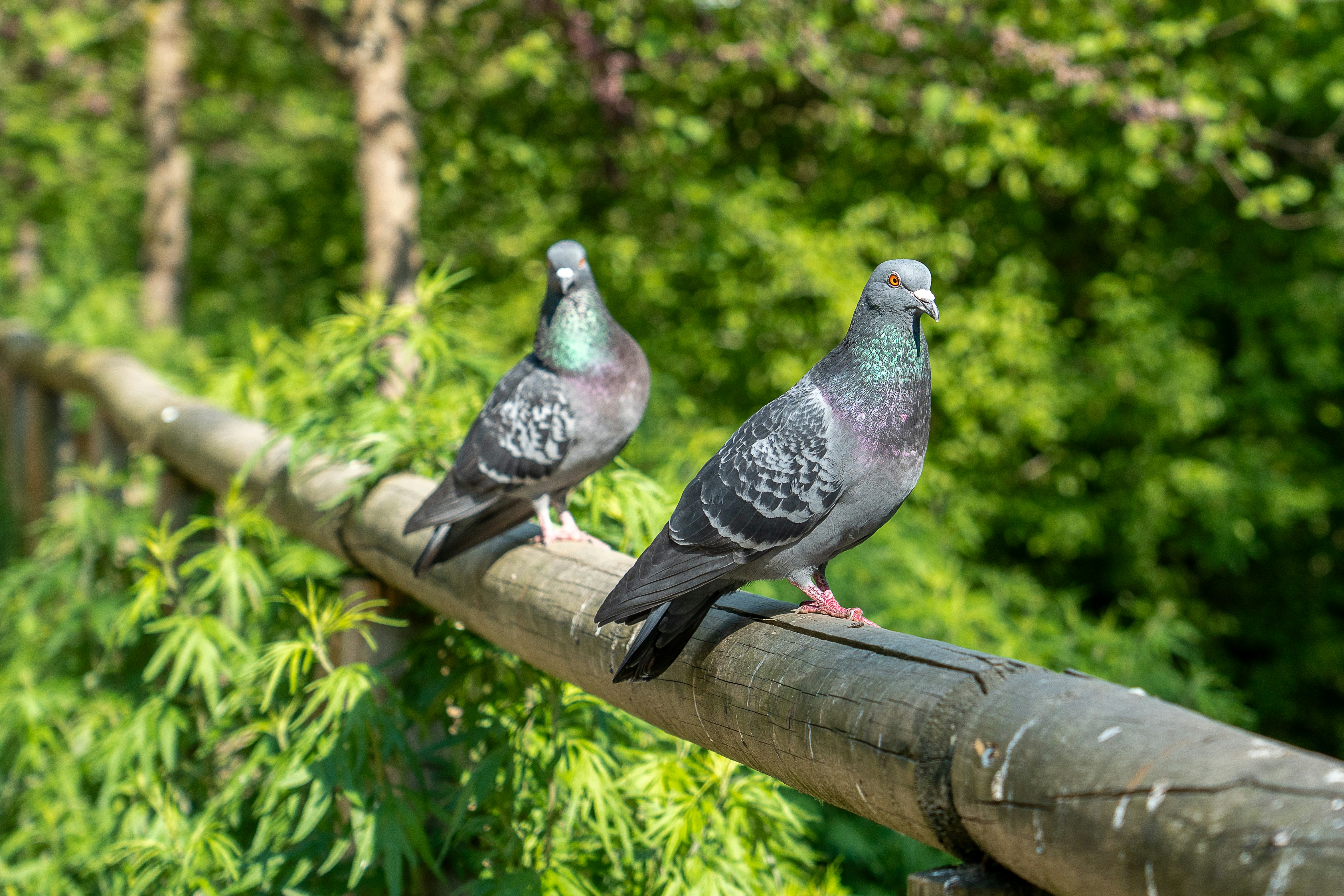Two City Doves Perched on a Bamboo Rail