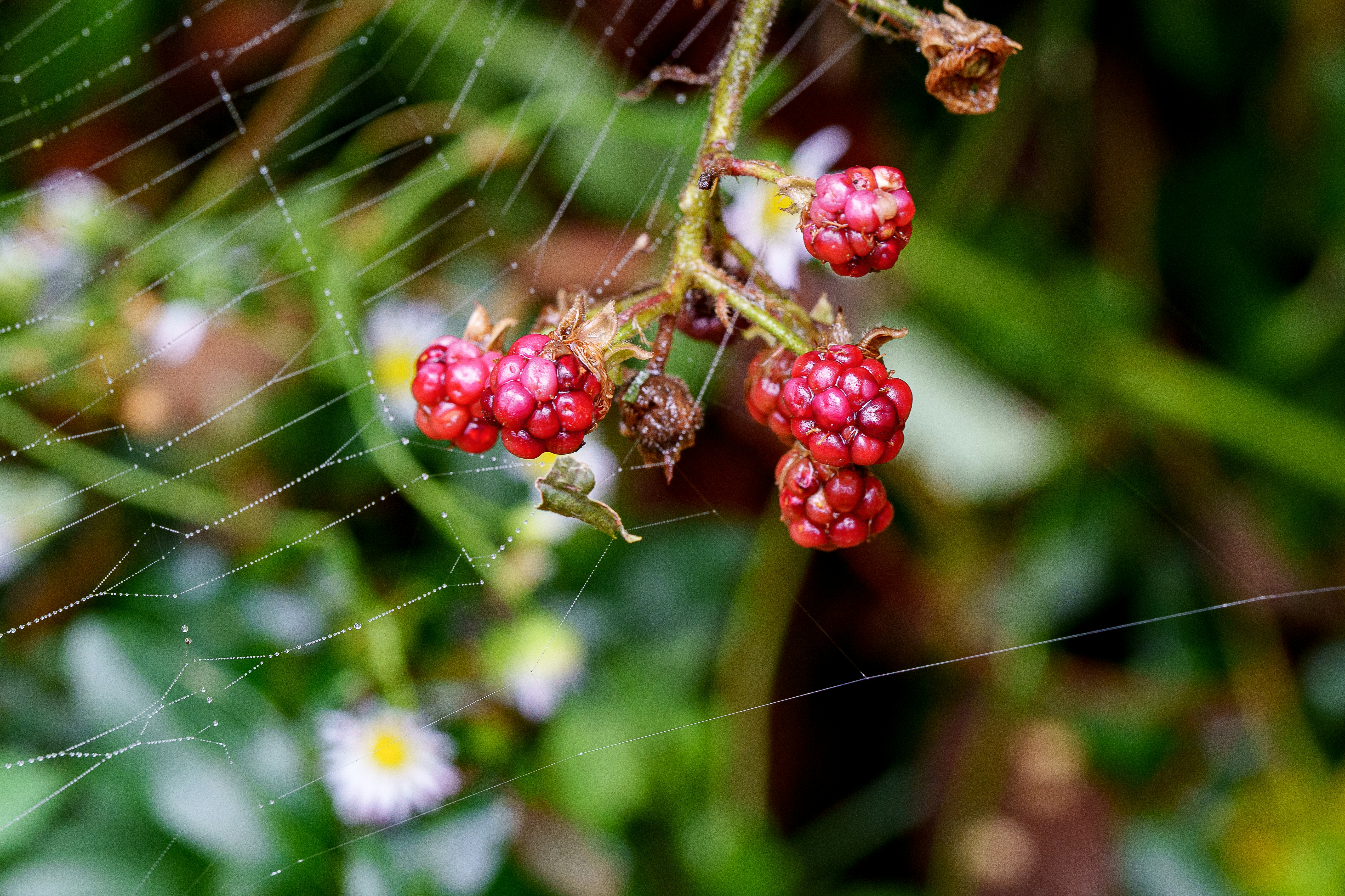 Berry Web Serenade: Spider Silk Between Rubies