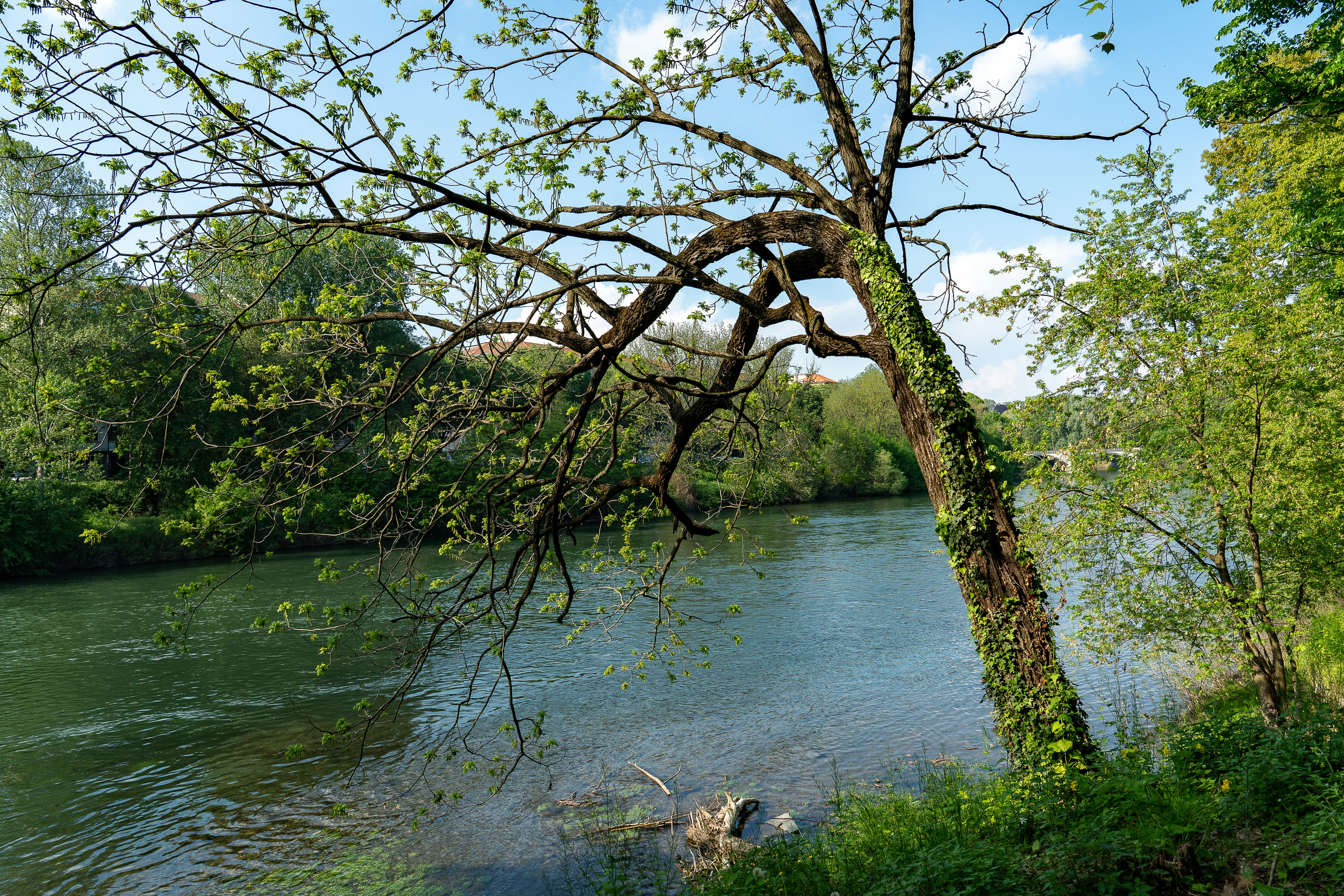 Leaning River Branch: Sunlit Greenery and Aerial Trunk