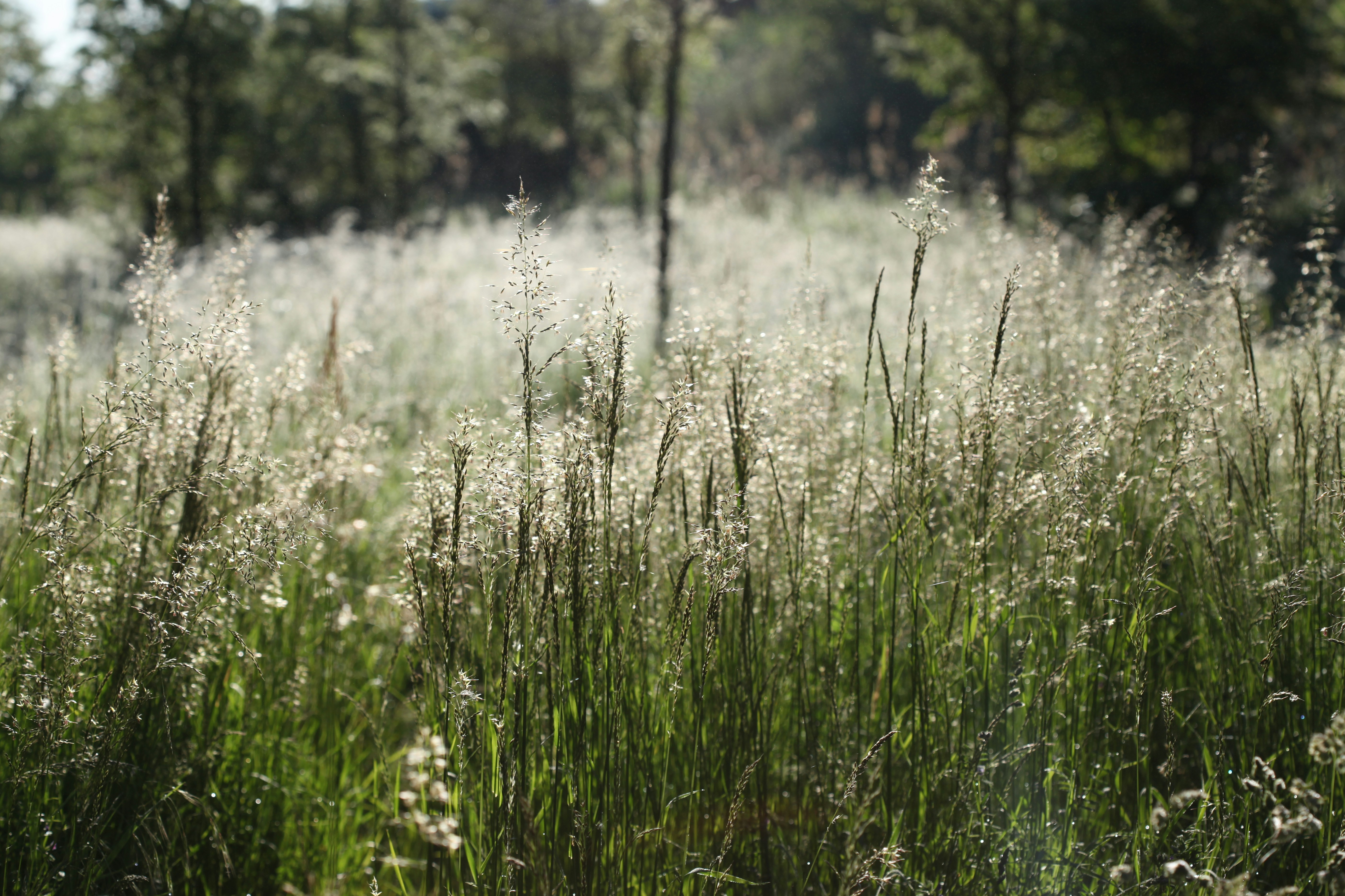 Golden Grass Whisper in Afternoon Light