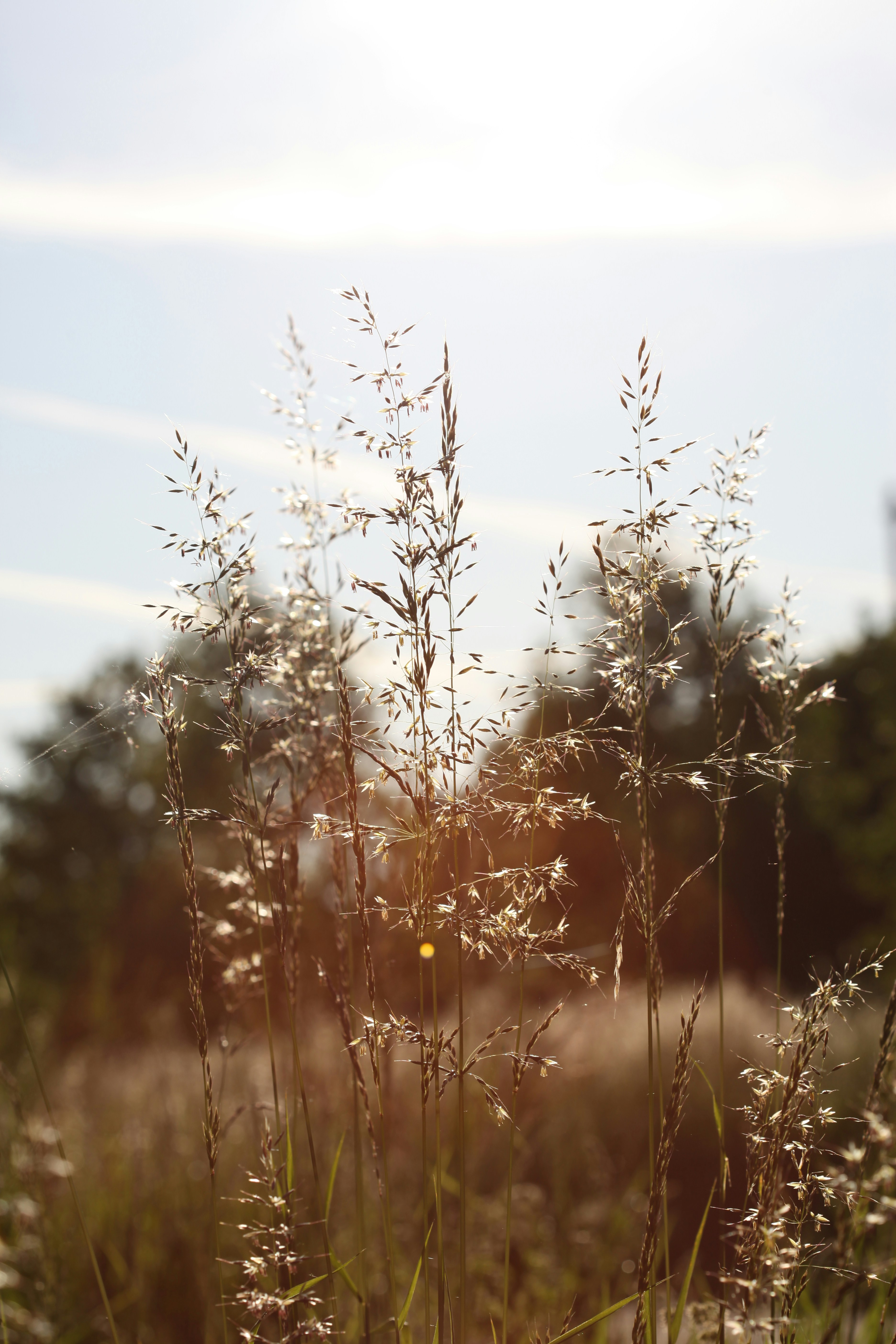 Sunlit Meadow Grasses Backlit at Dusk