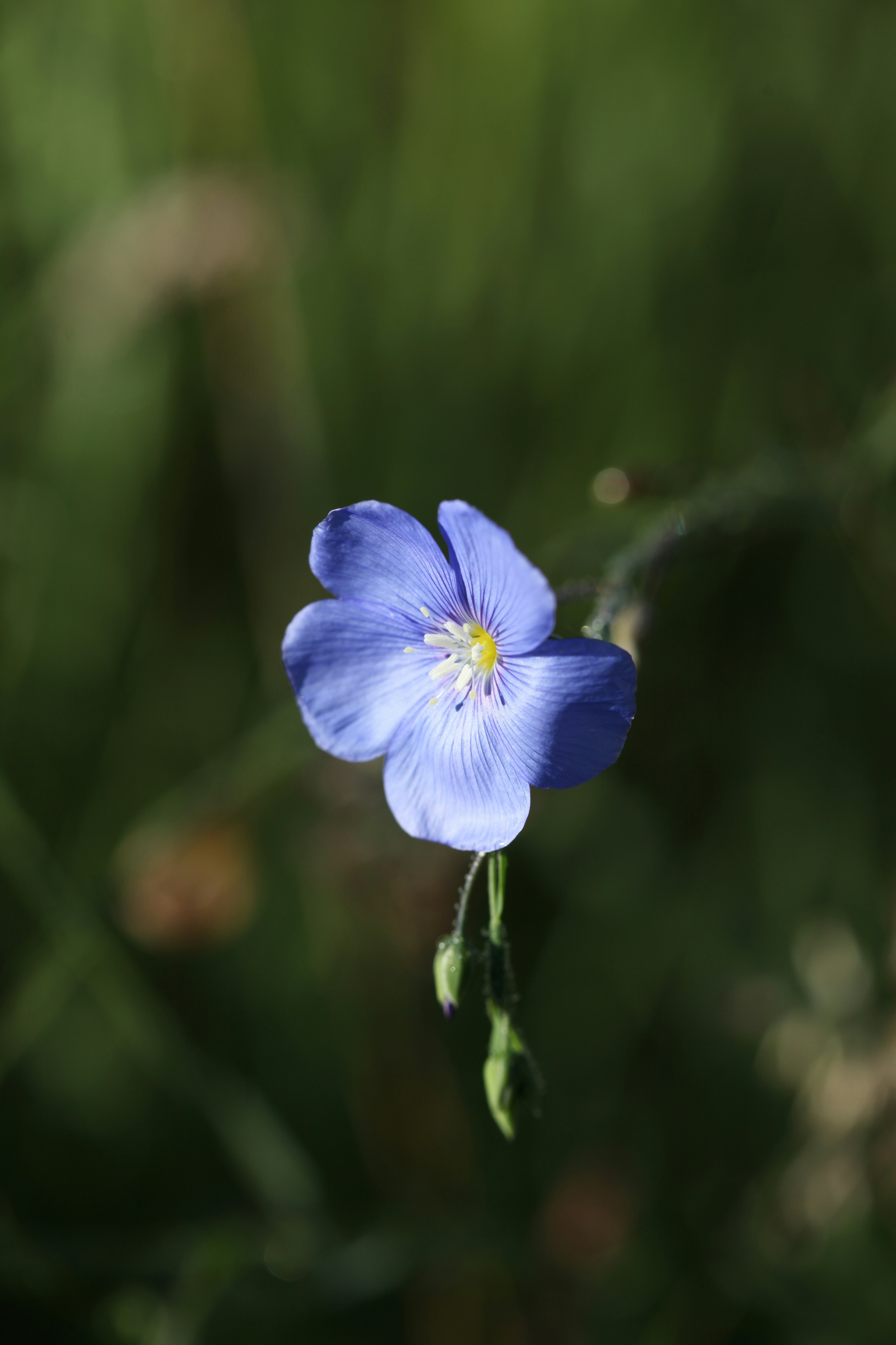 Blue Violet Bloom Beaming from a Soft Green Backdrop
