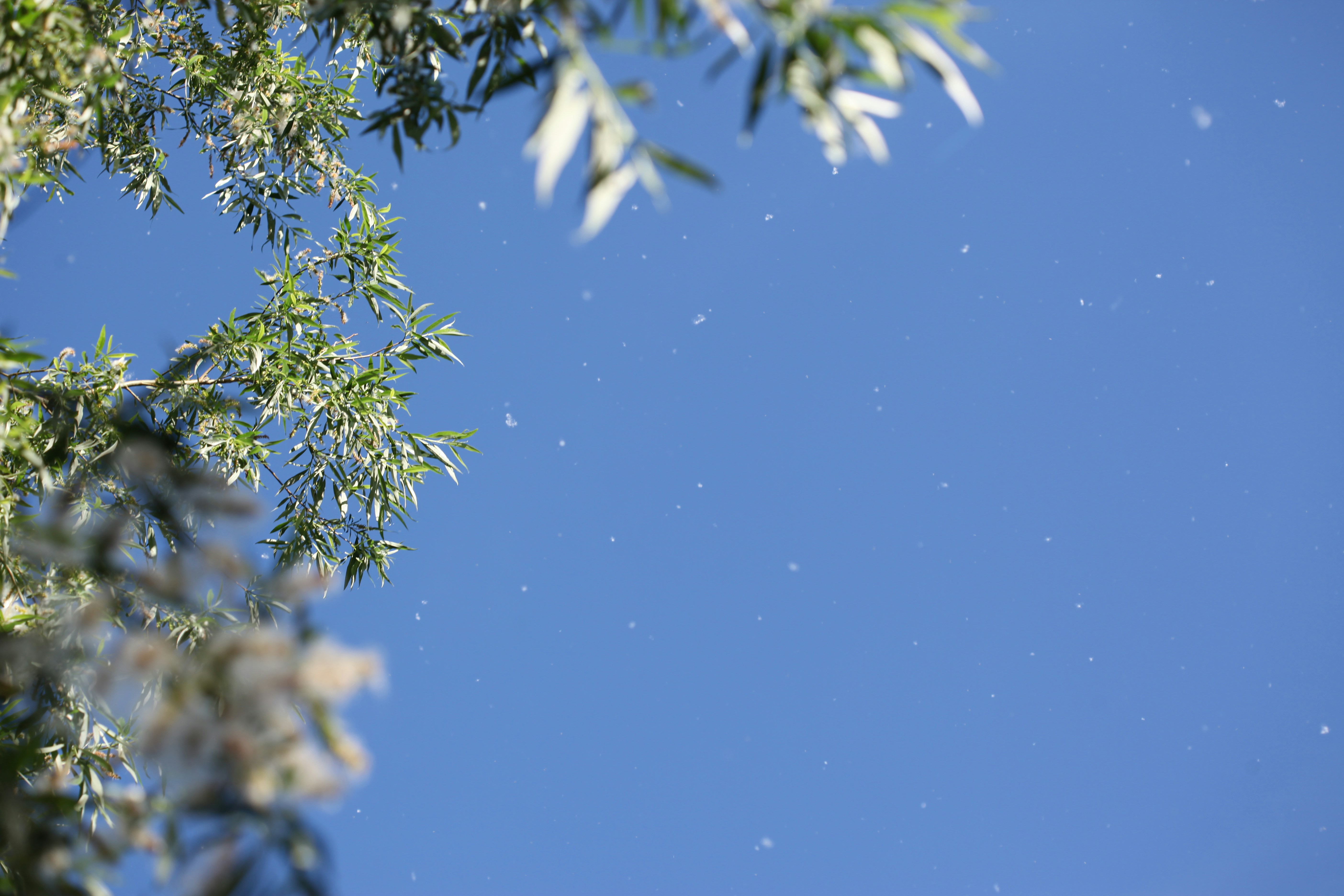Azure Sky Serenade with Dappled Foliage