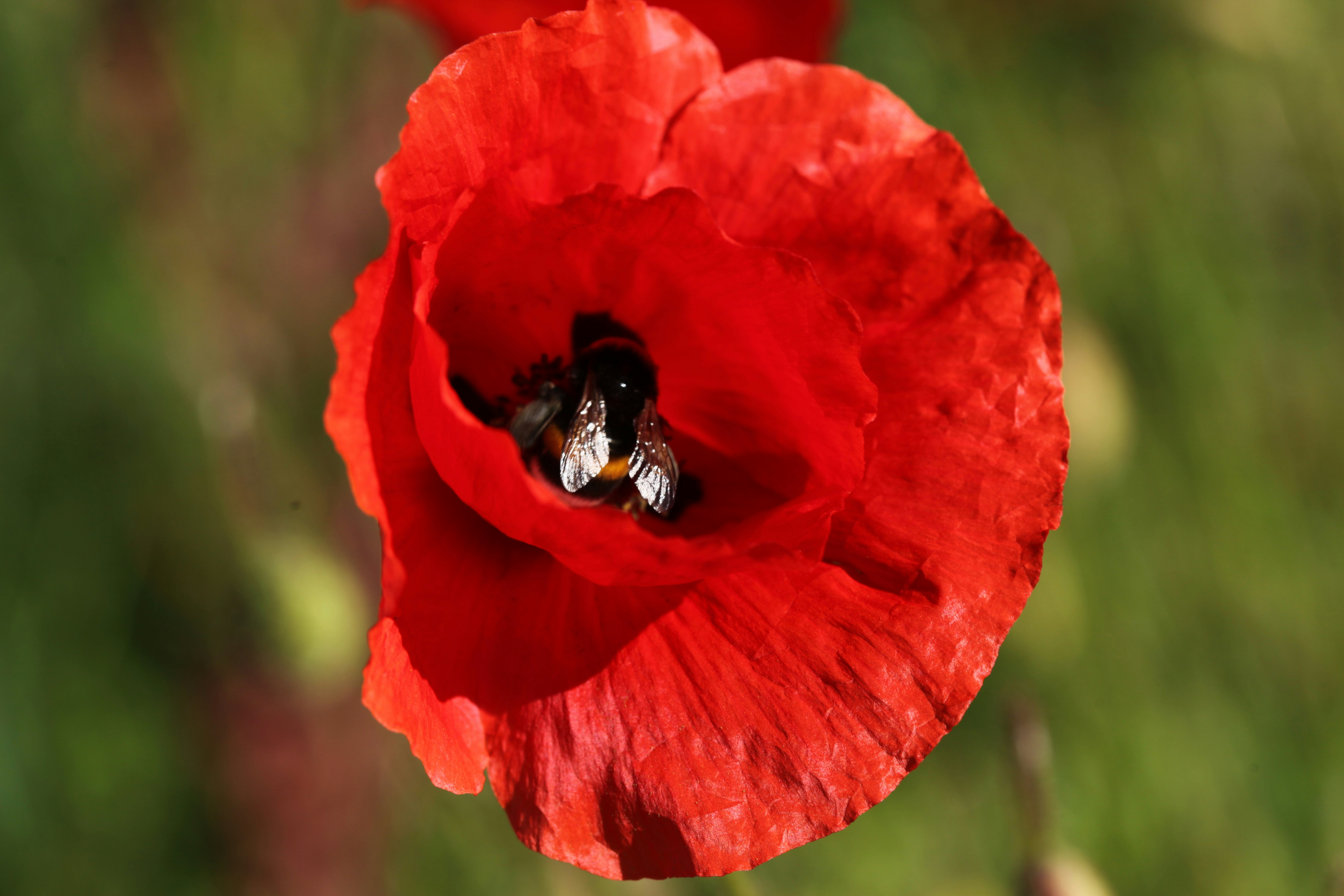 Crimson Poppy: A Bee's Close Encounter at the Petal's Edge