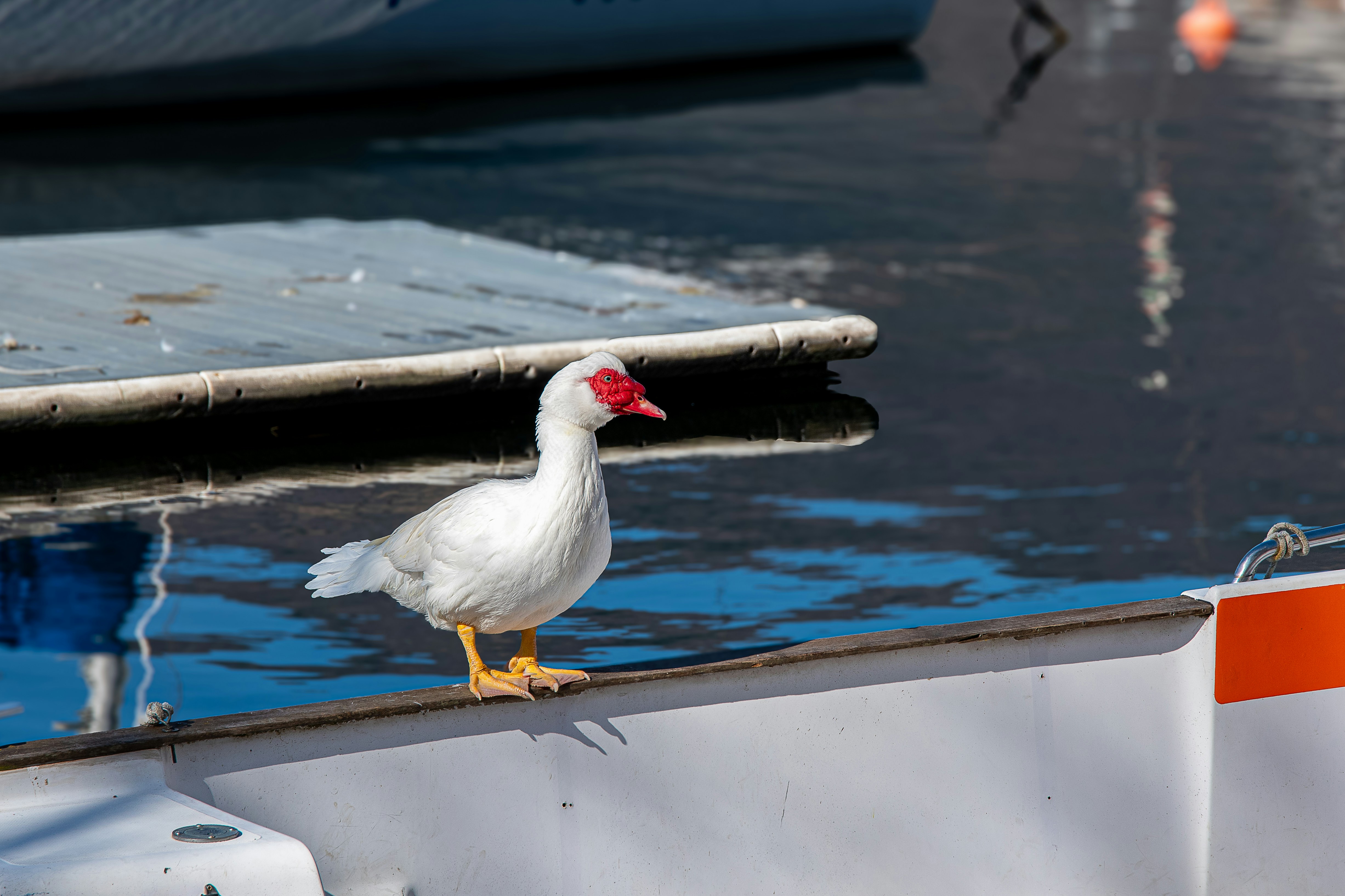 White Gull Perched at the Dock's Edge