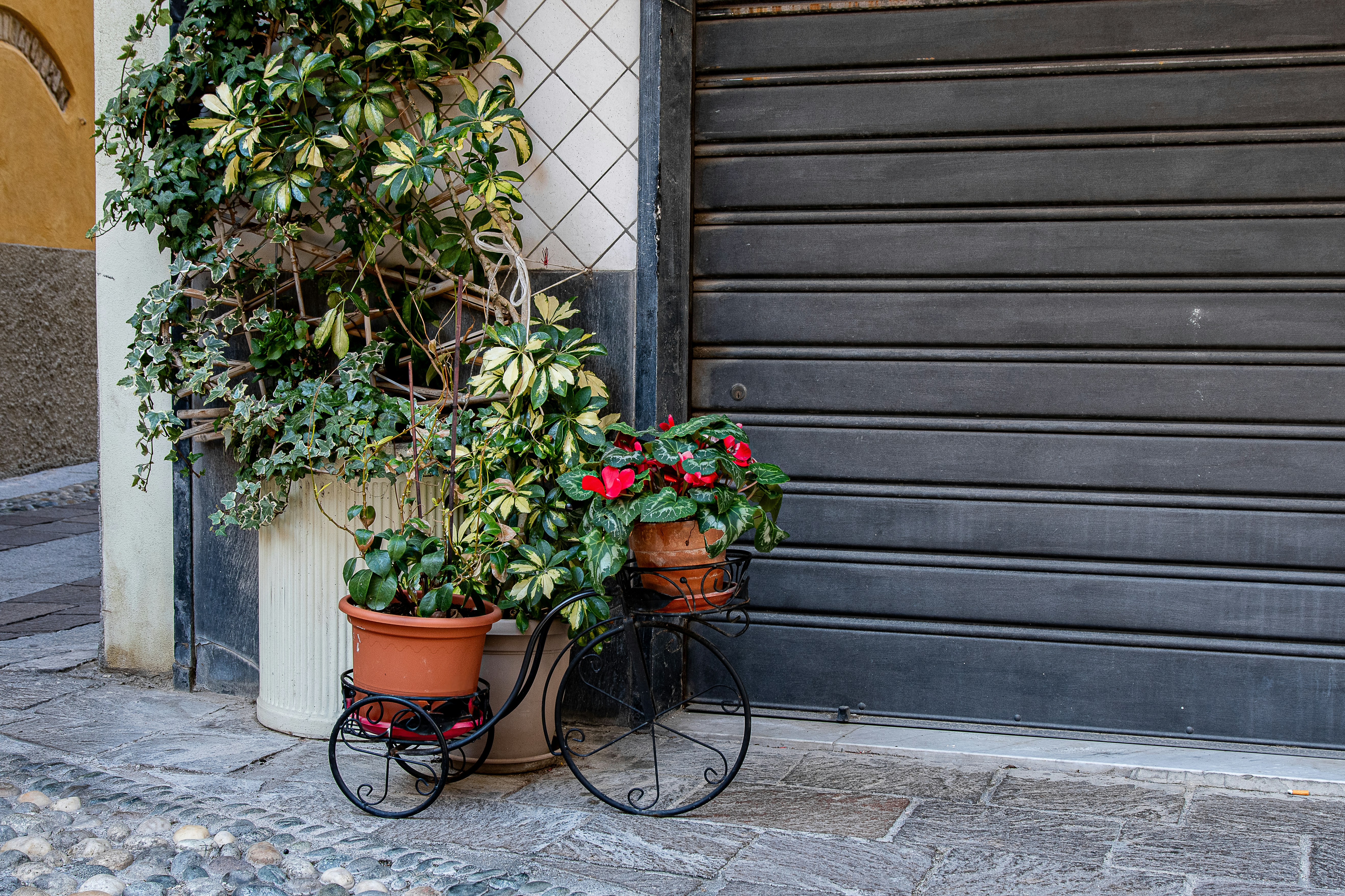 Plants in terracotta pots arranged on a small wheeled stand sit against a textured stone street with a dark metal rolling shutter behind them.