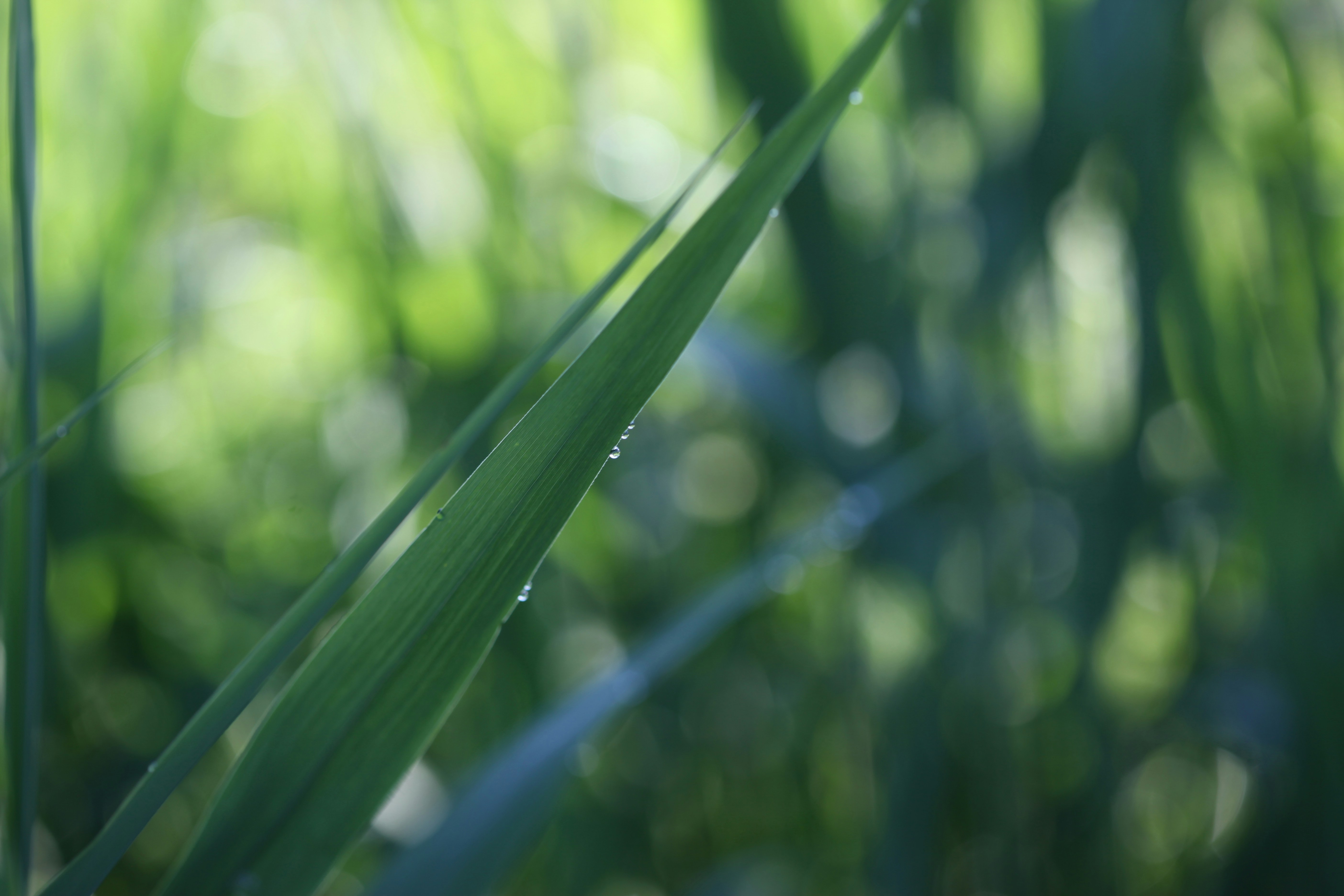 Dew-kissed blade: a single leaf catching morning light
