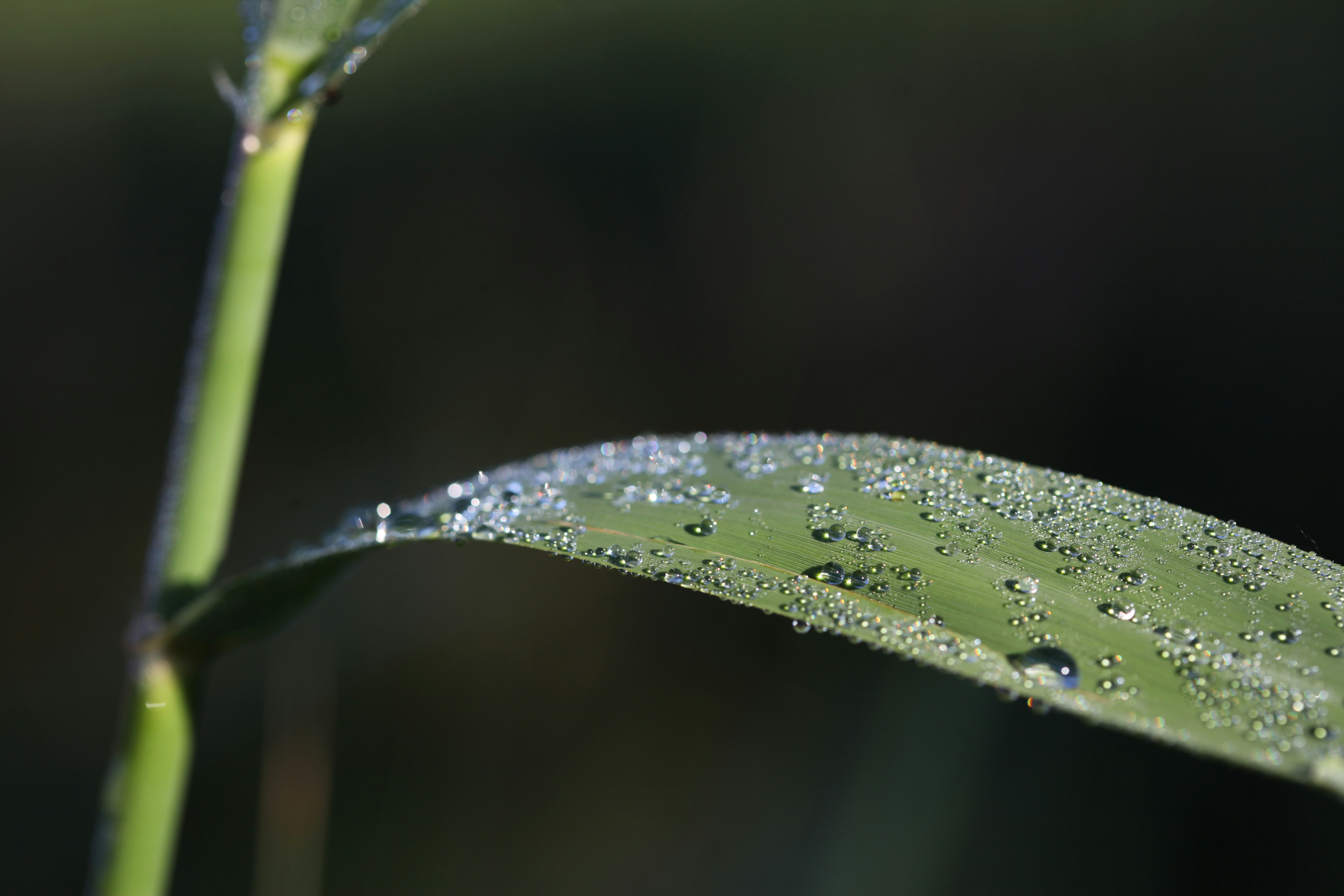 Dew-Kissed Leaf Blade: Morning Light on a Bare Stem