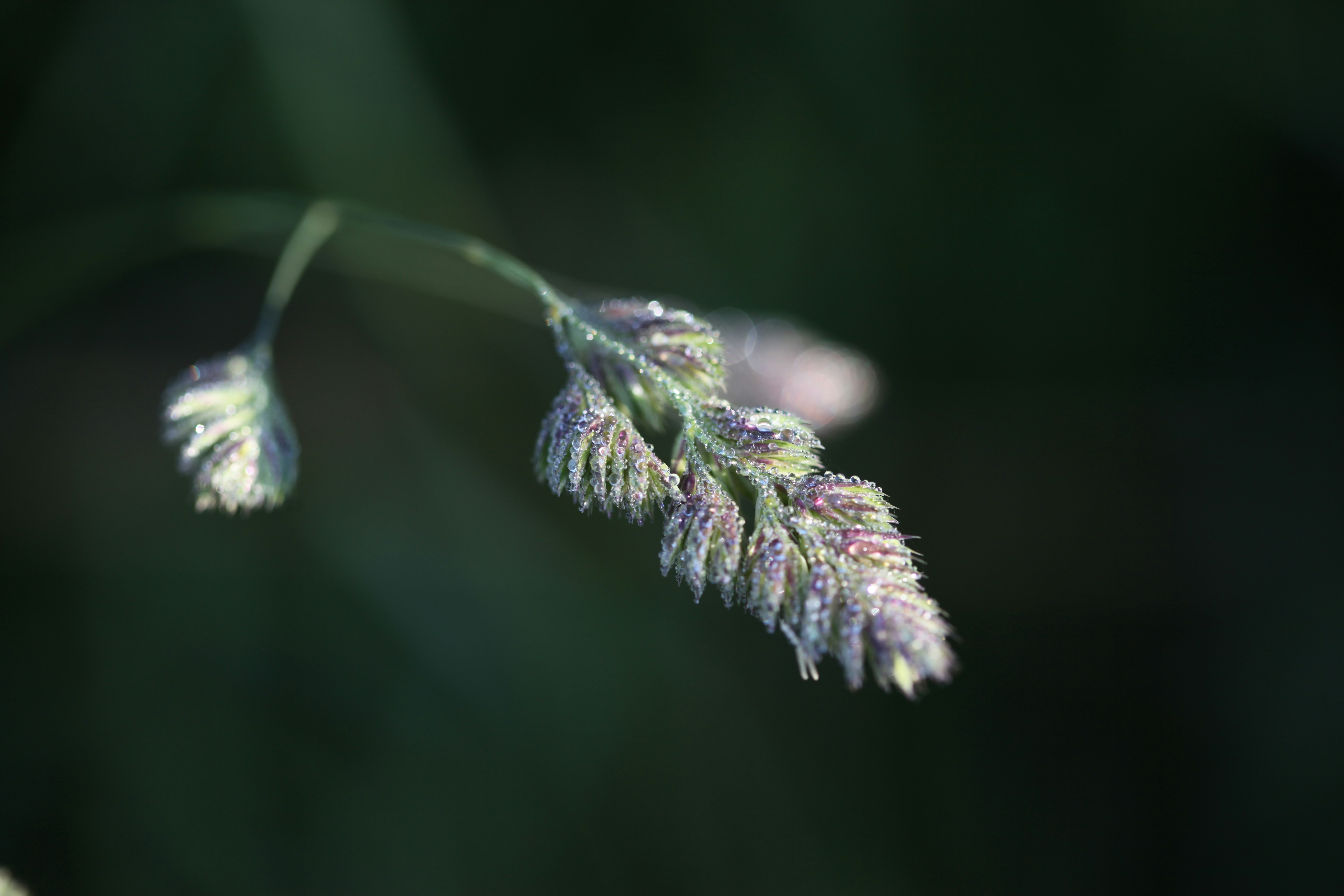 Dew-kissed GrassSeed Pendant in Quiet Backlight
