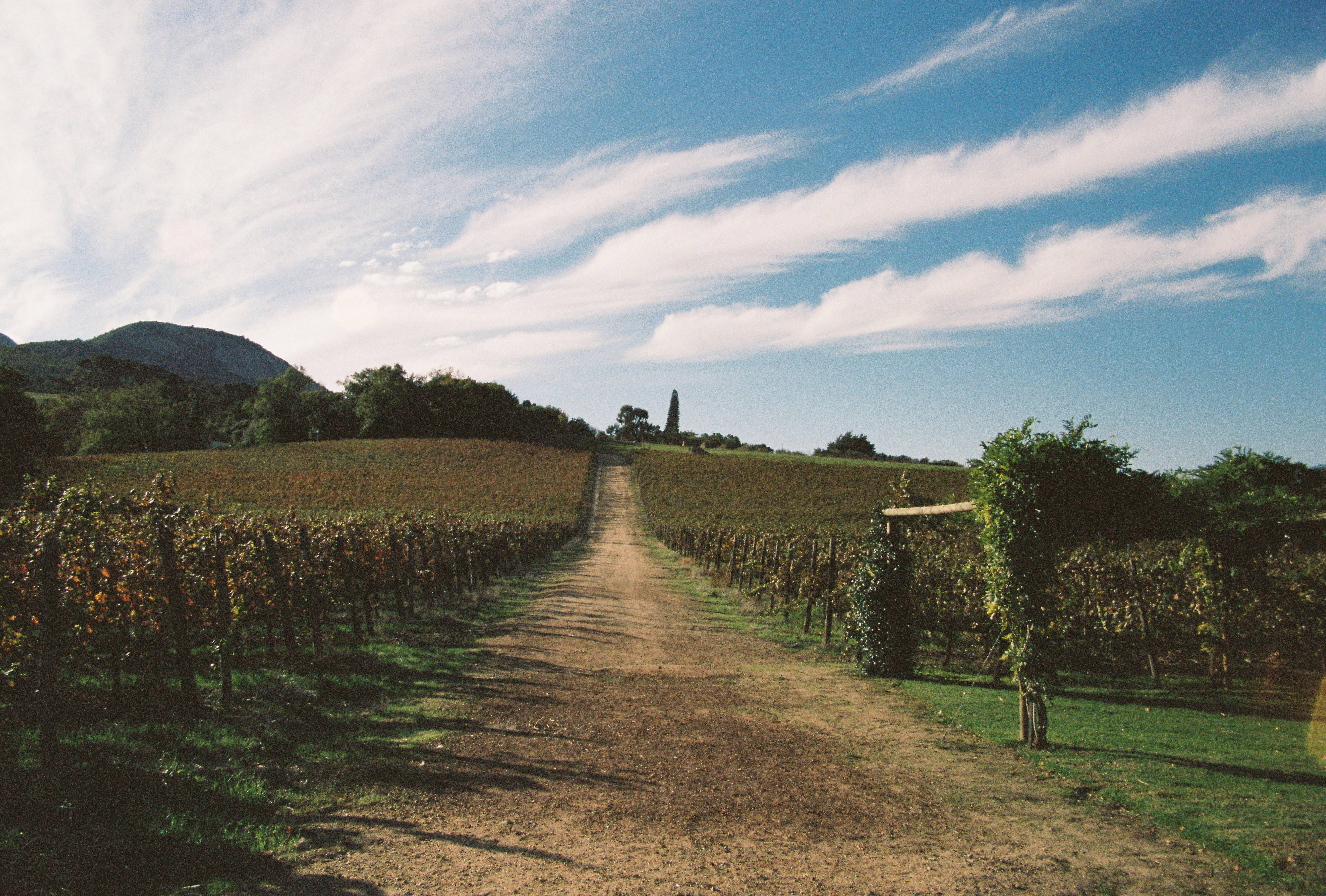 Path Through the Vineyard Toward the Quiet Hill