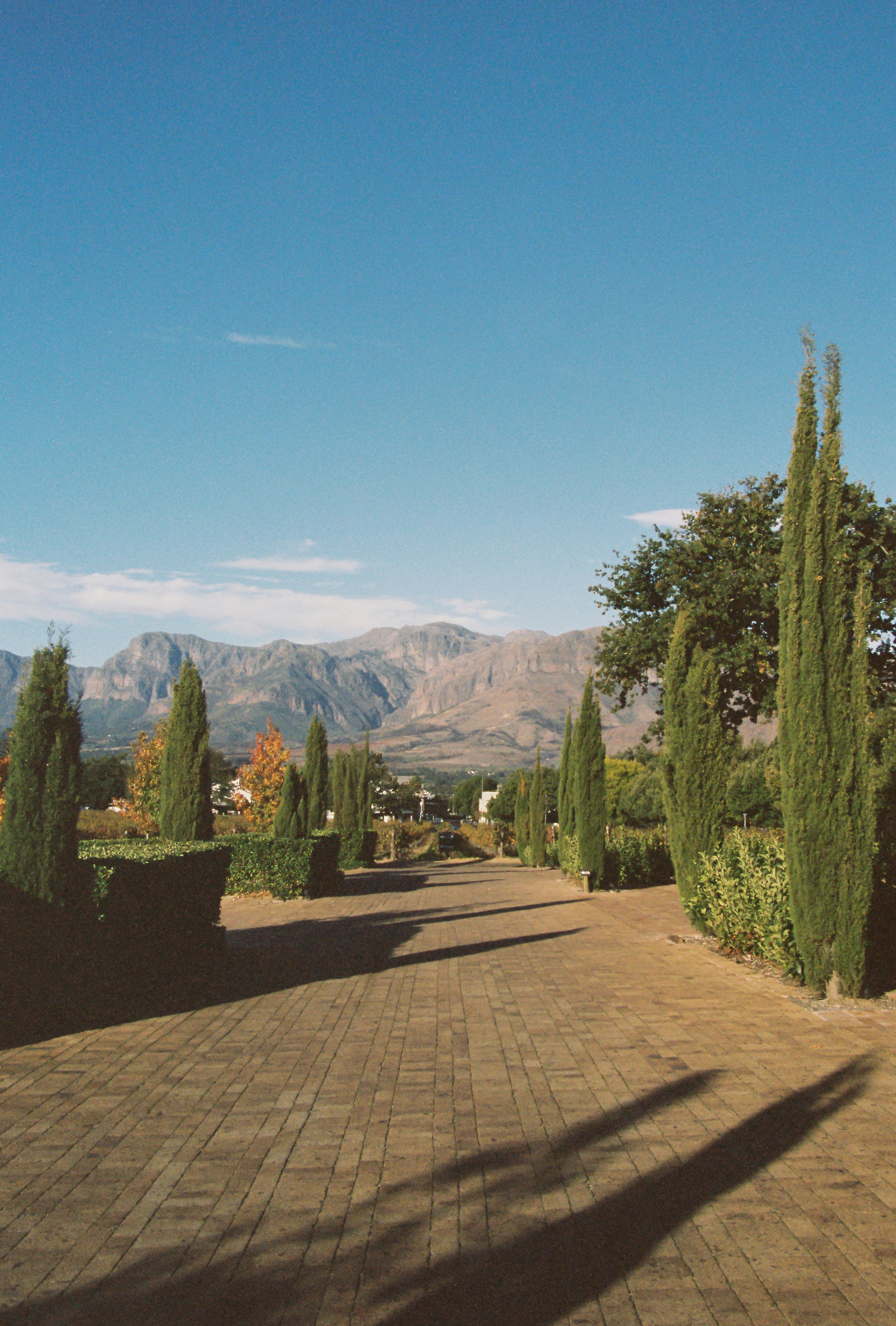 Gateways to the Valley: A Tree-Lined Path Toward Snowy Peaks