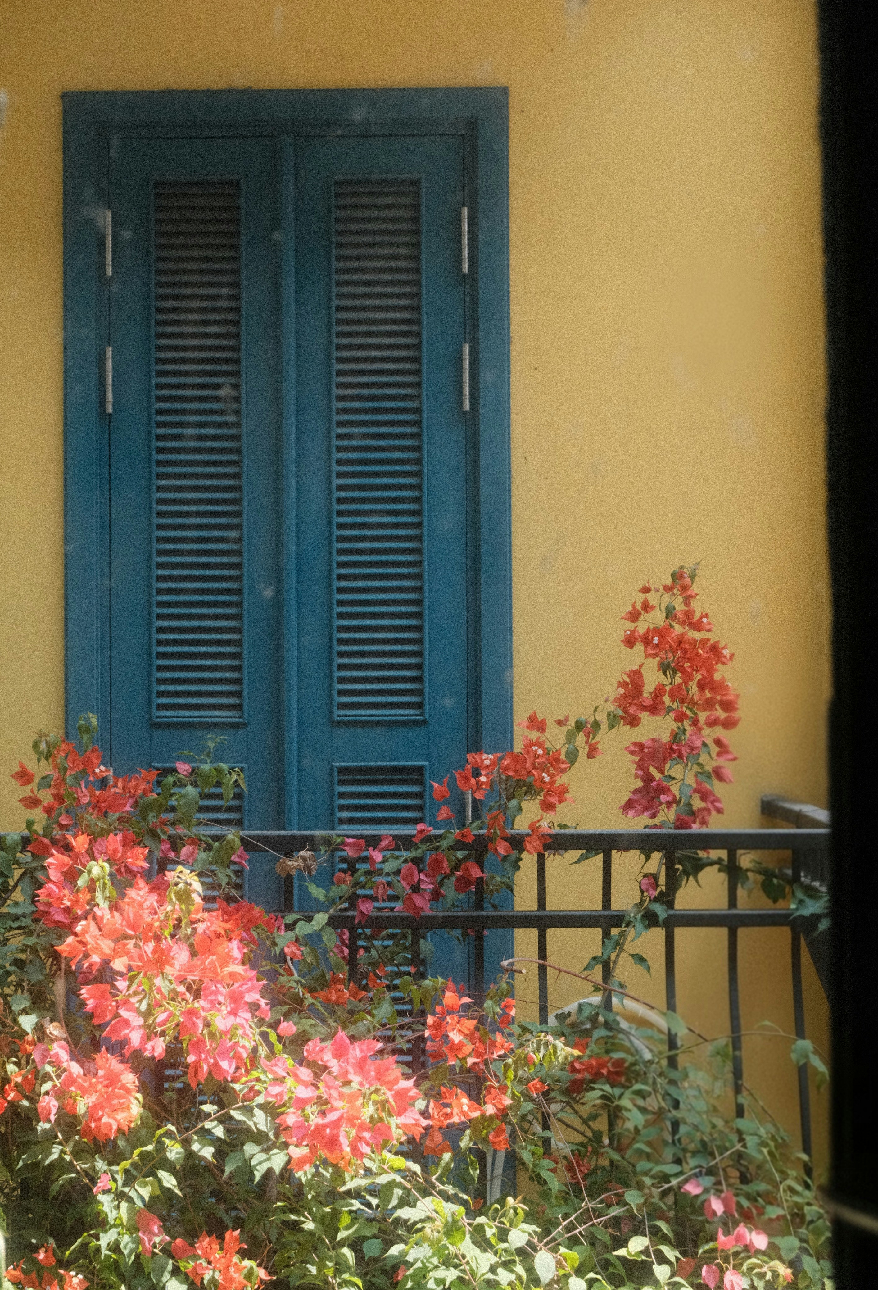 Azure Doorway Framed by Crimson Blooms on a Sunlit Terrace