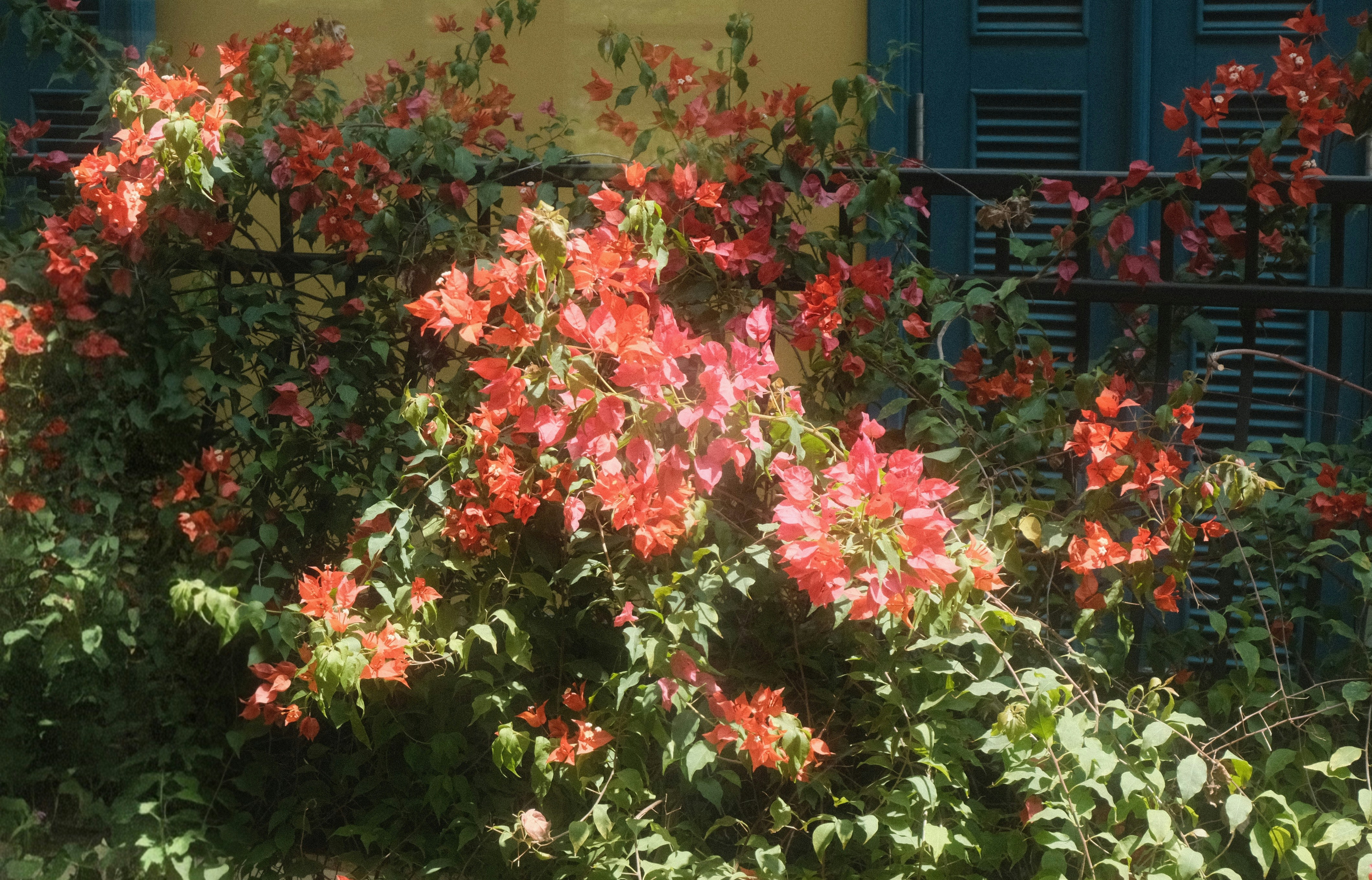 Pink Bougainvillea in Sunlit Garden Fence