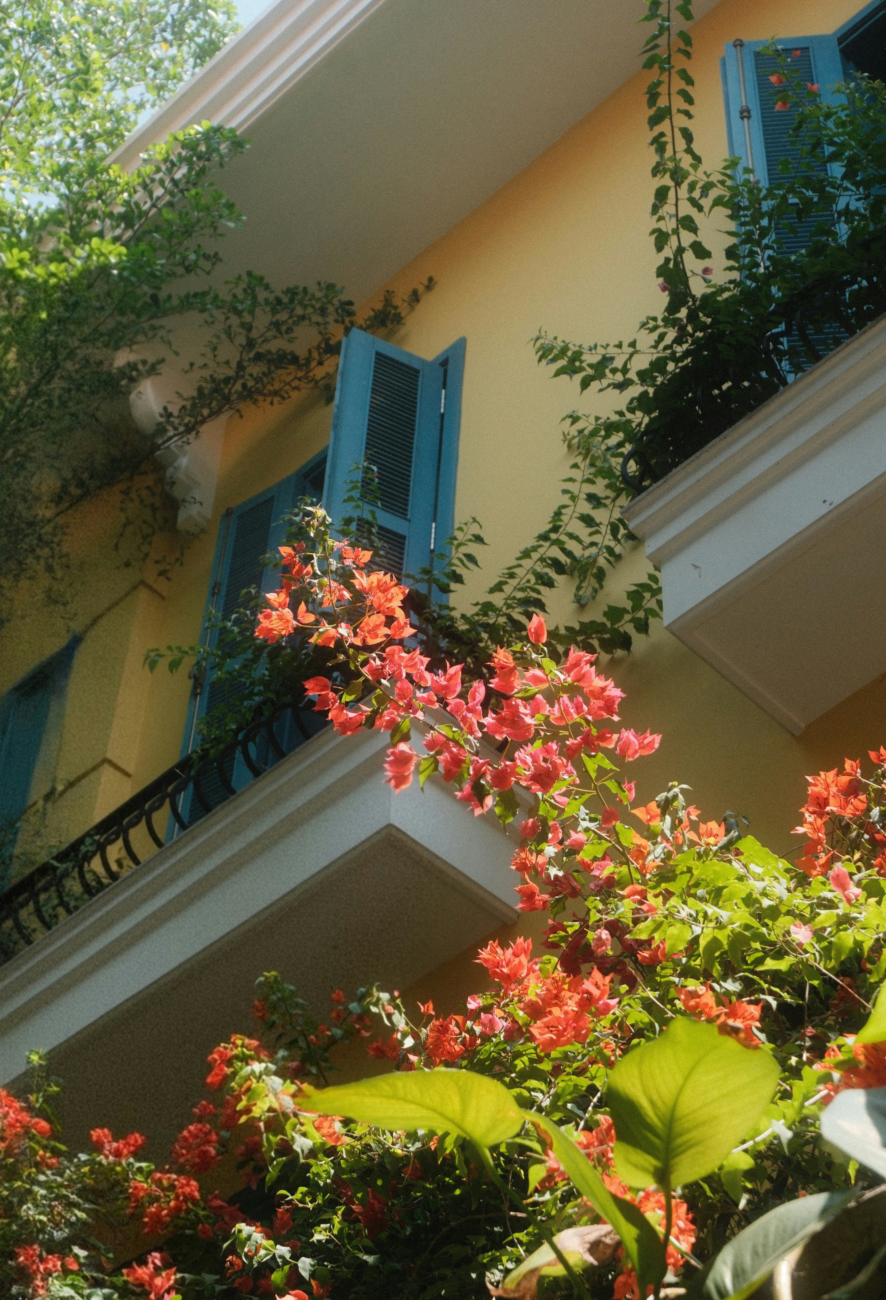 Sunlit Balcony Bloom: Coral Bougainvillea Against a Citrus Facade