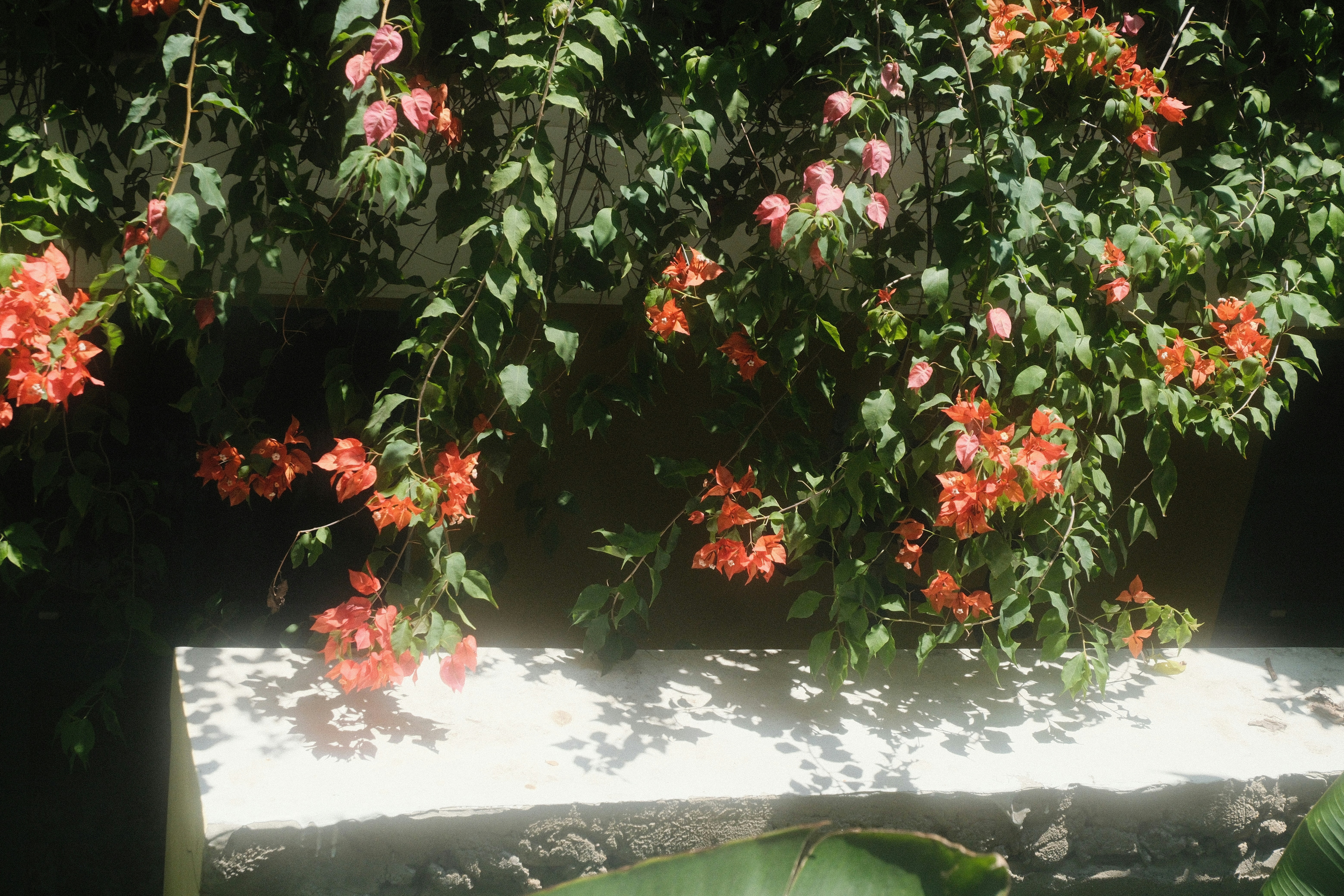 Blooms Over White Llght: Sunlit Cascade of Pink Flowers