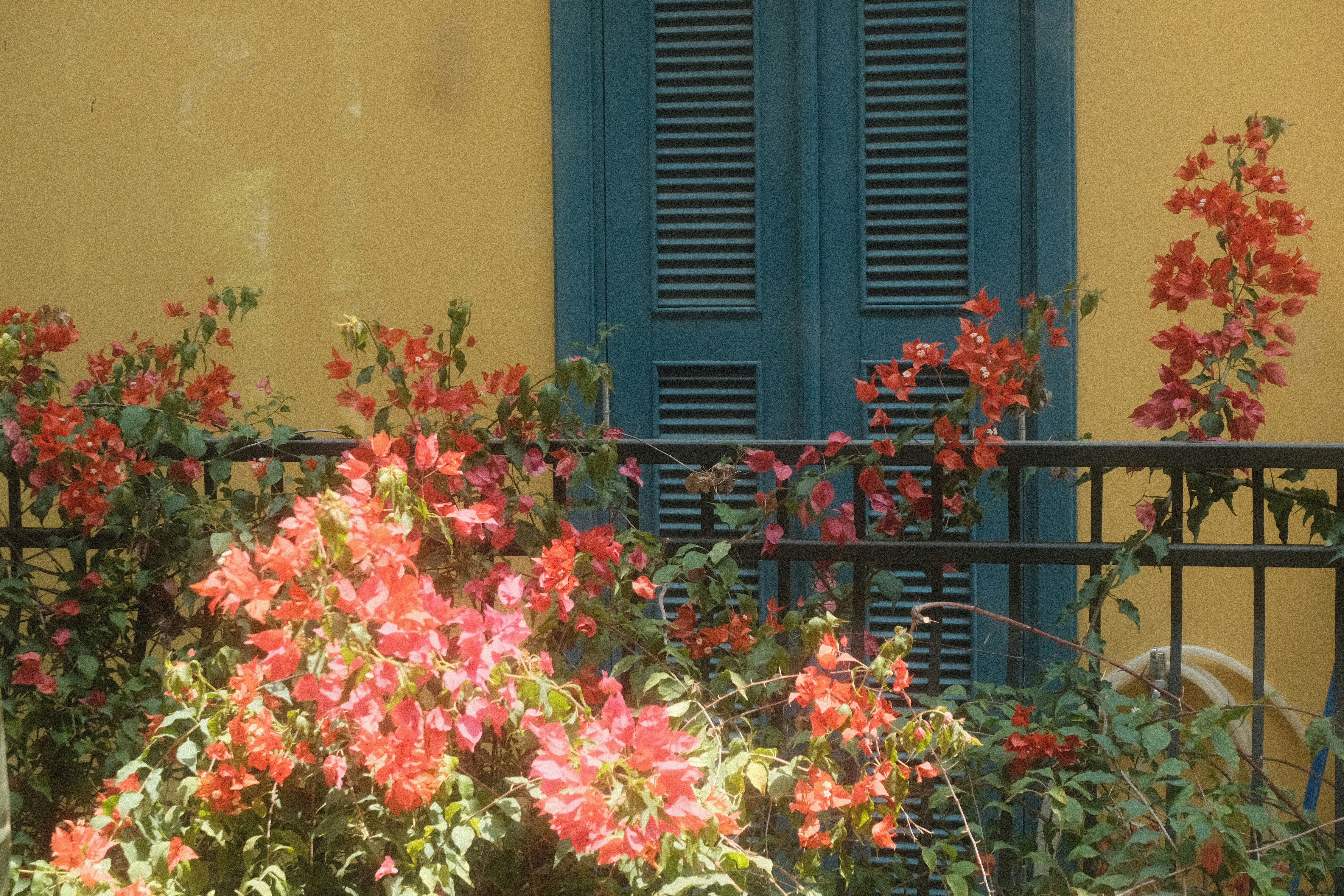 Sunlit Balcony Blooms Framing a Blue Door