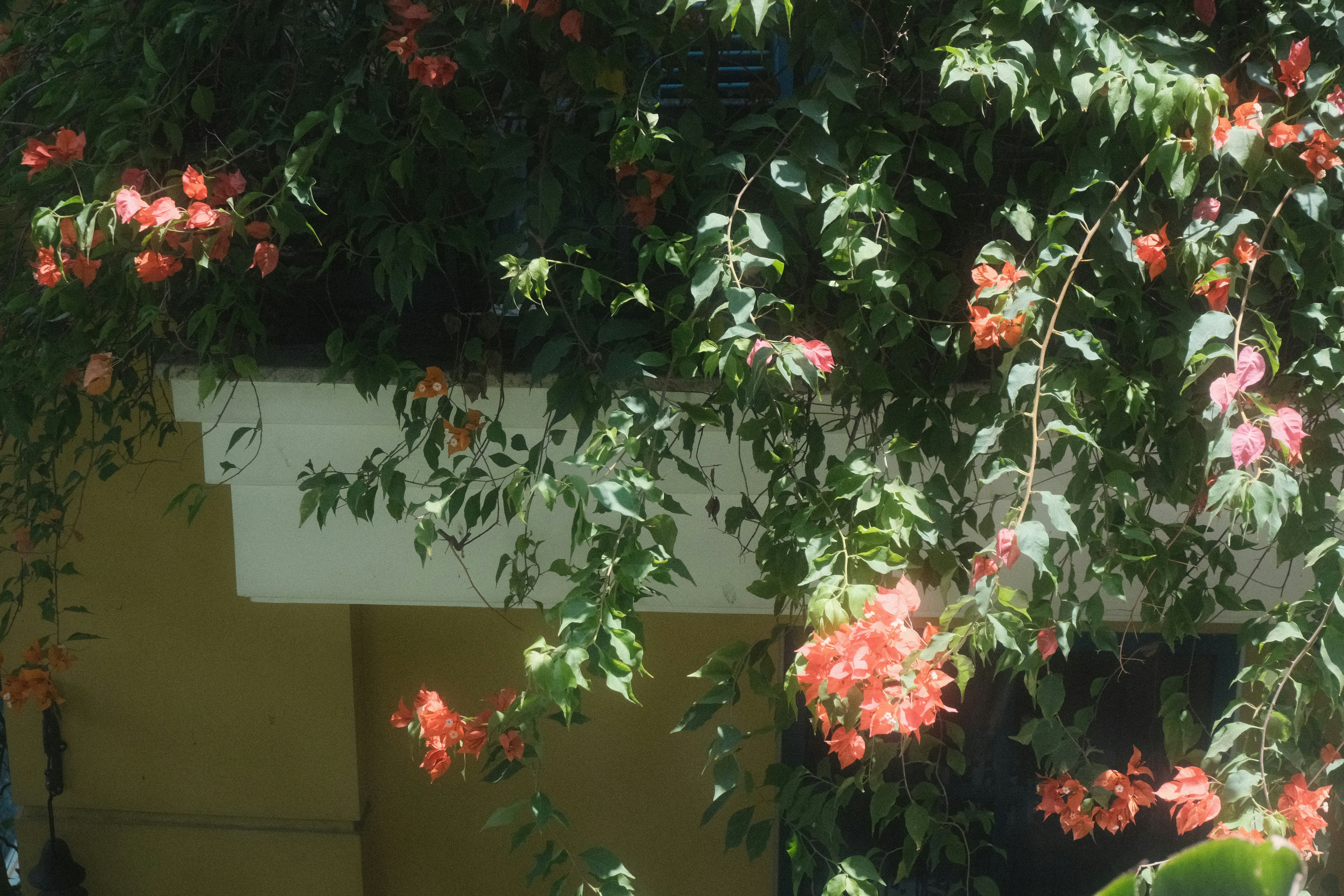 Sunlit Bougainvillea Cascade Over a Courtyard Wall