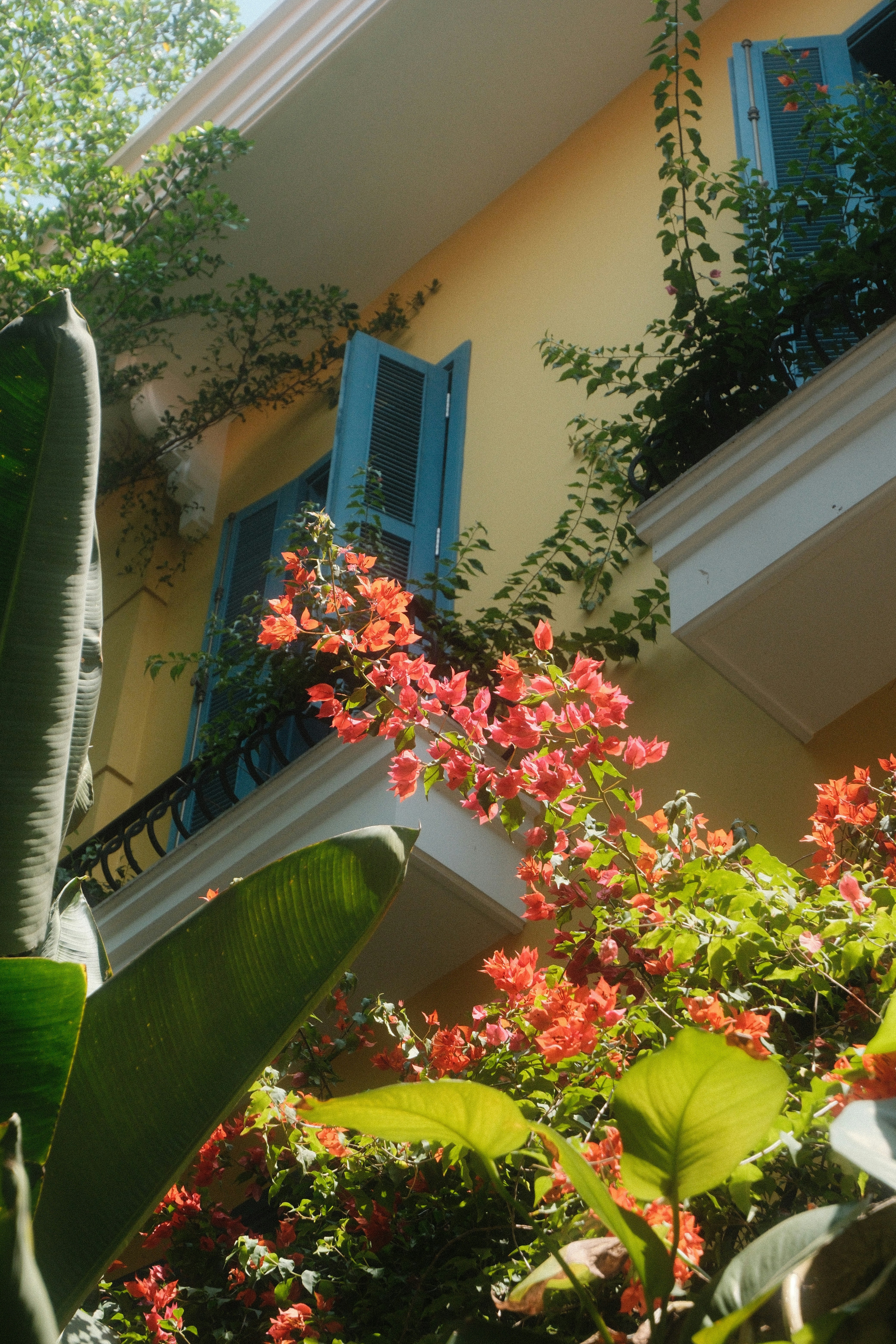 Sunlit Balcony Bloom: A Coral Cascade Framing a Tropical Terrace