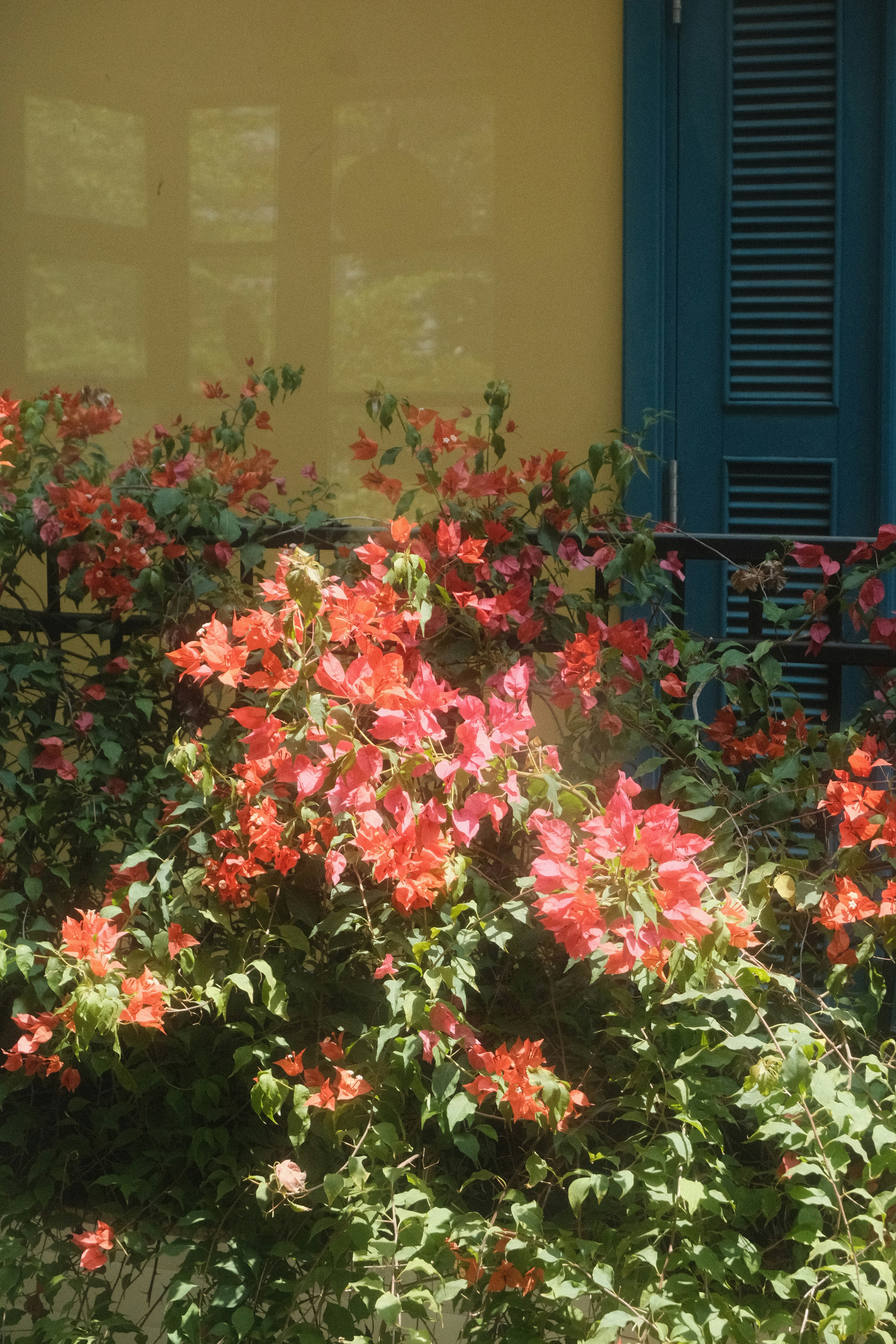 Bougainvillea Cascade at a Sunlit Terrace