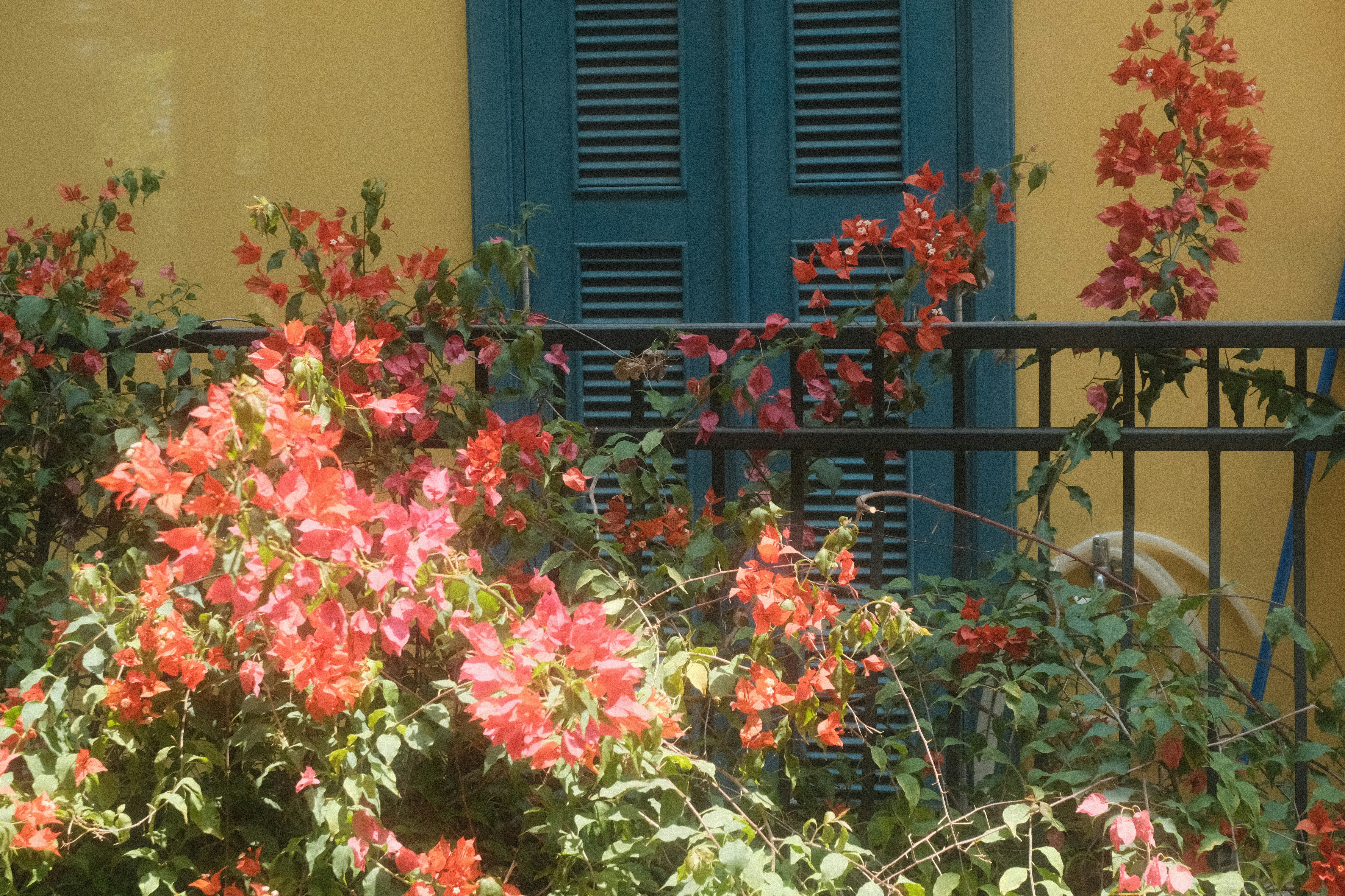 Floral Curtain Over a Mediterranean Balcony