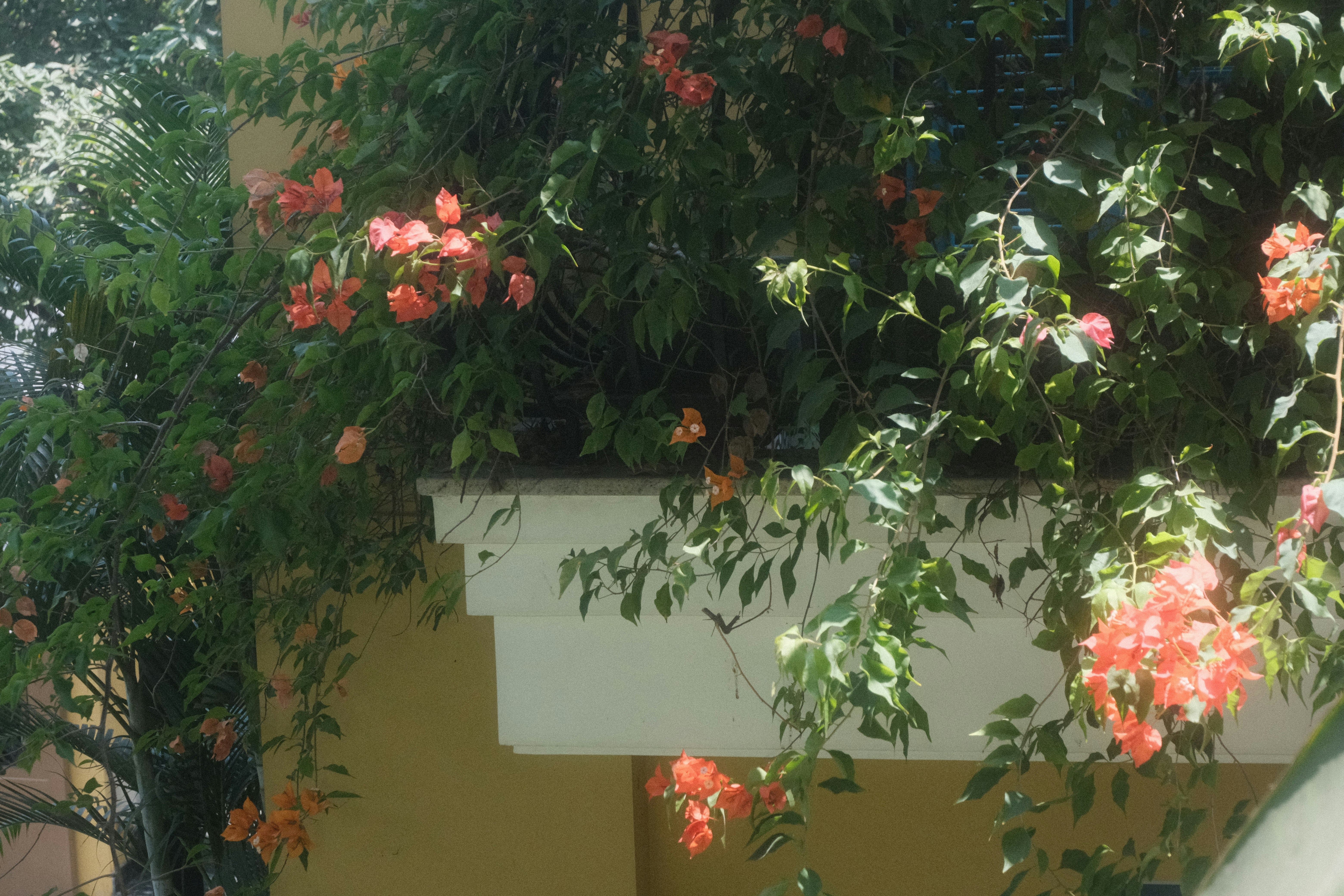 Bougainvillea Cascade Over a Sunlit Balcony