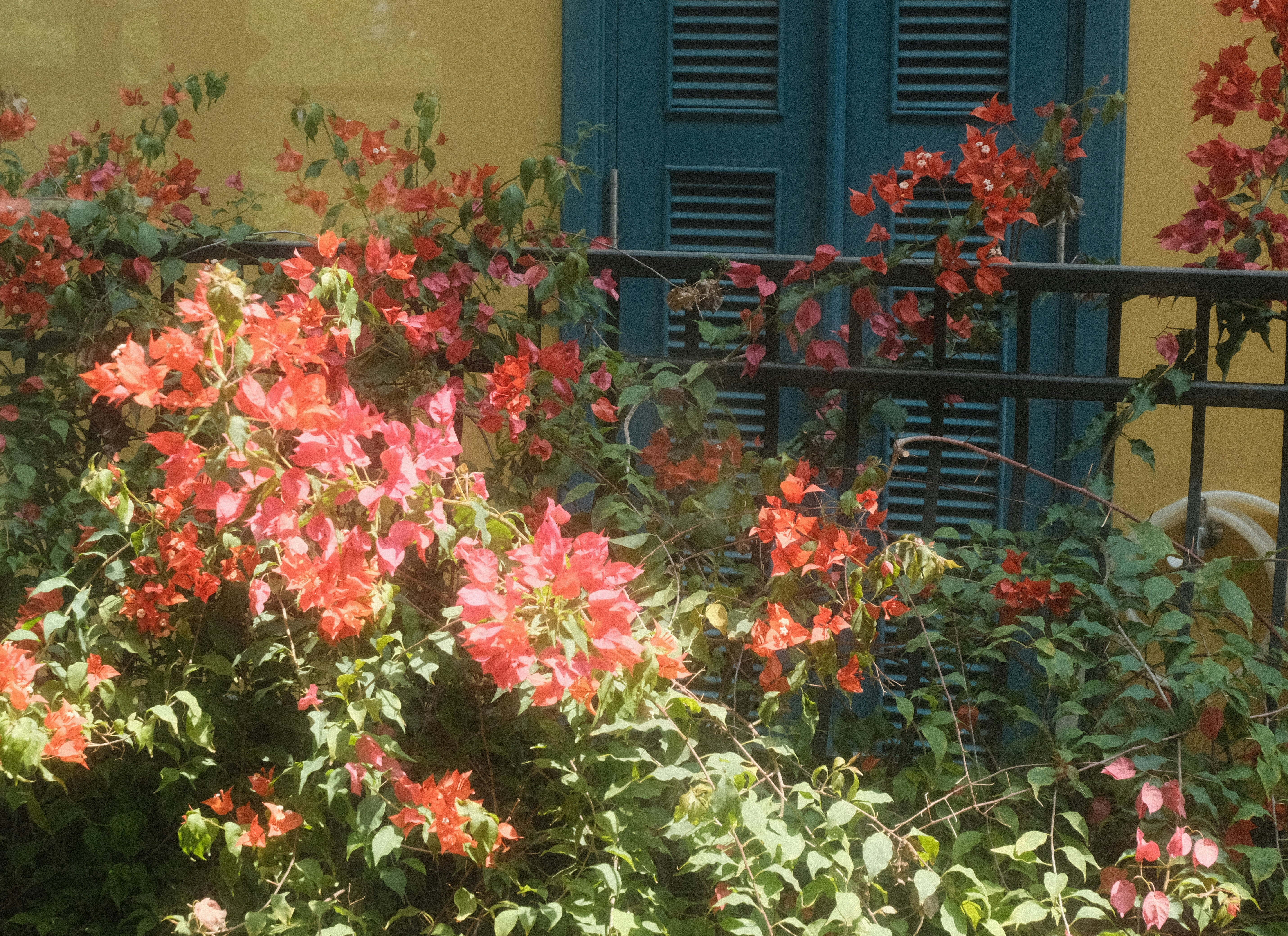 Bougainvillea Blooms Framing a Walled Terrace