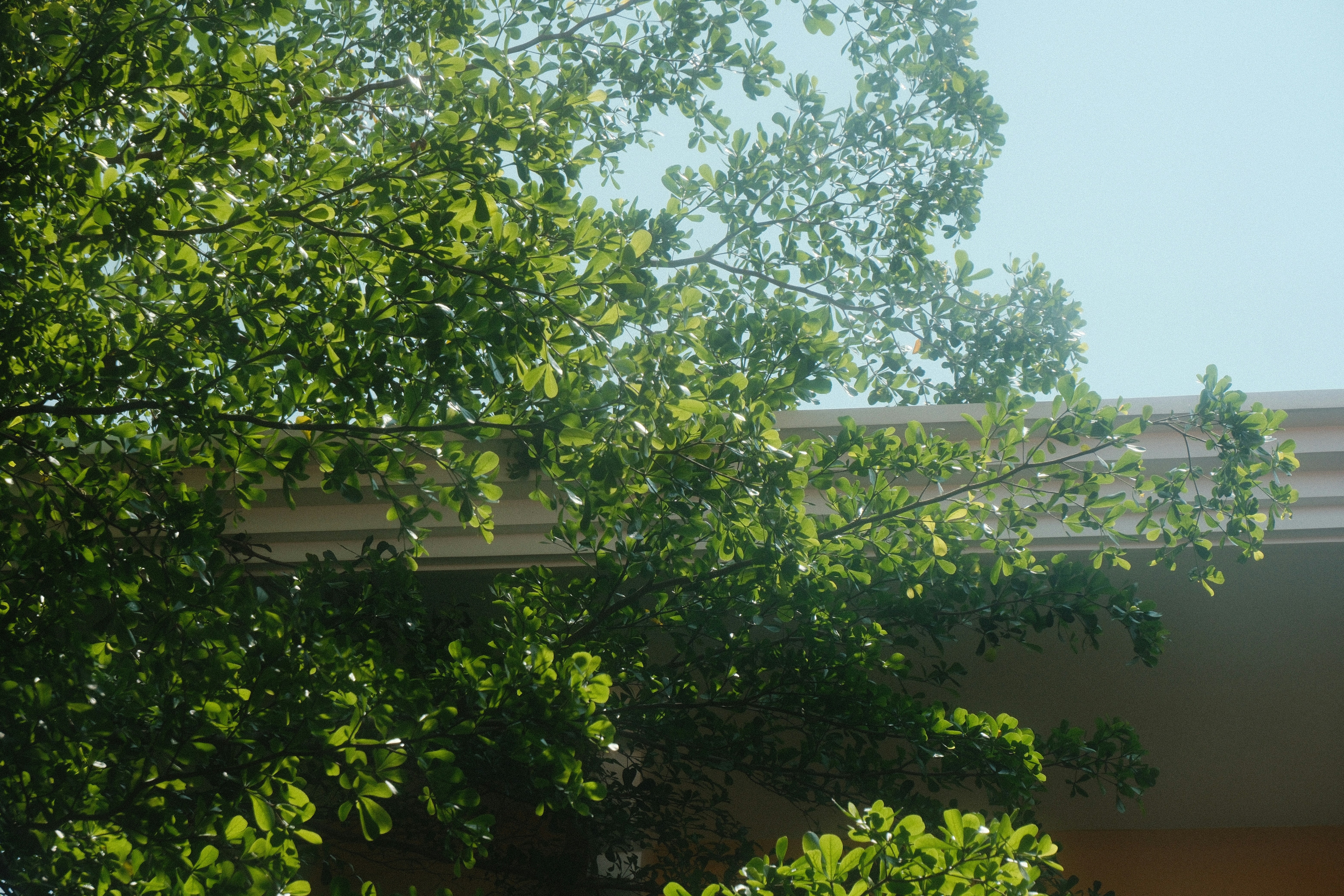 Sunlit Foliage Overhangs a Quiet building