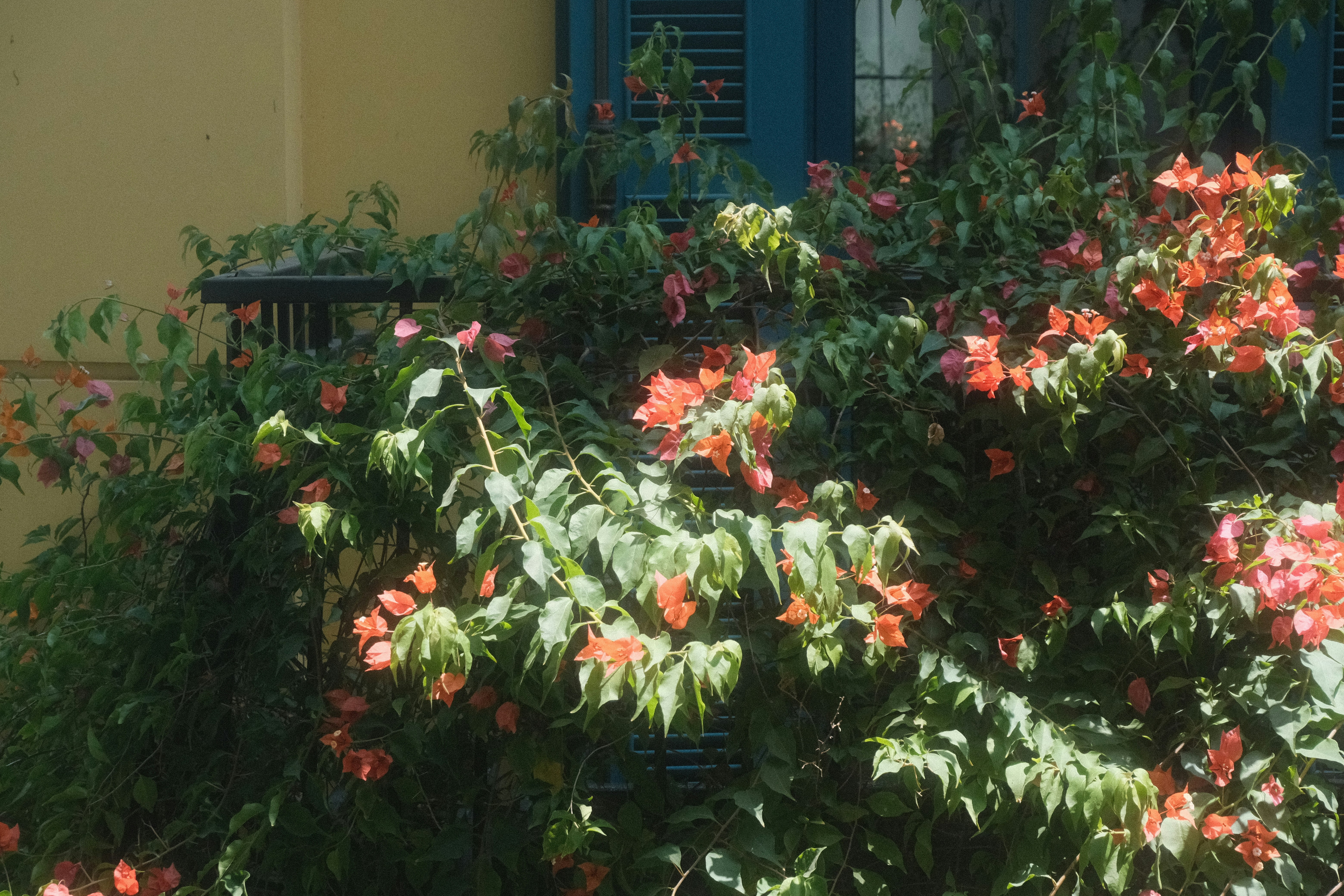Vibrant Bougainvillea Cascade Framing a Sunlit Facade