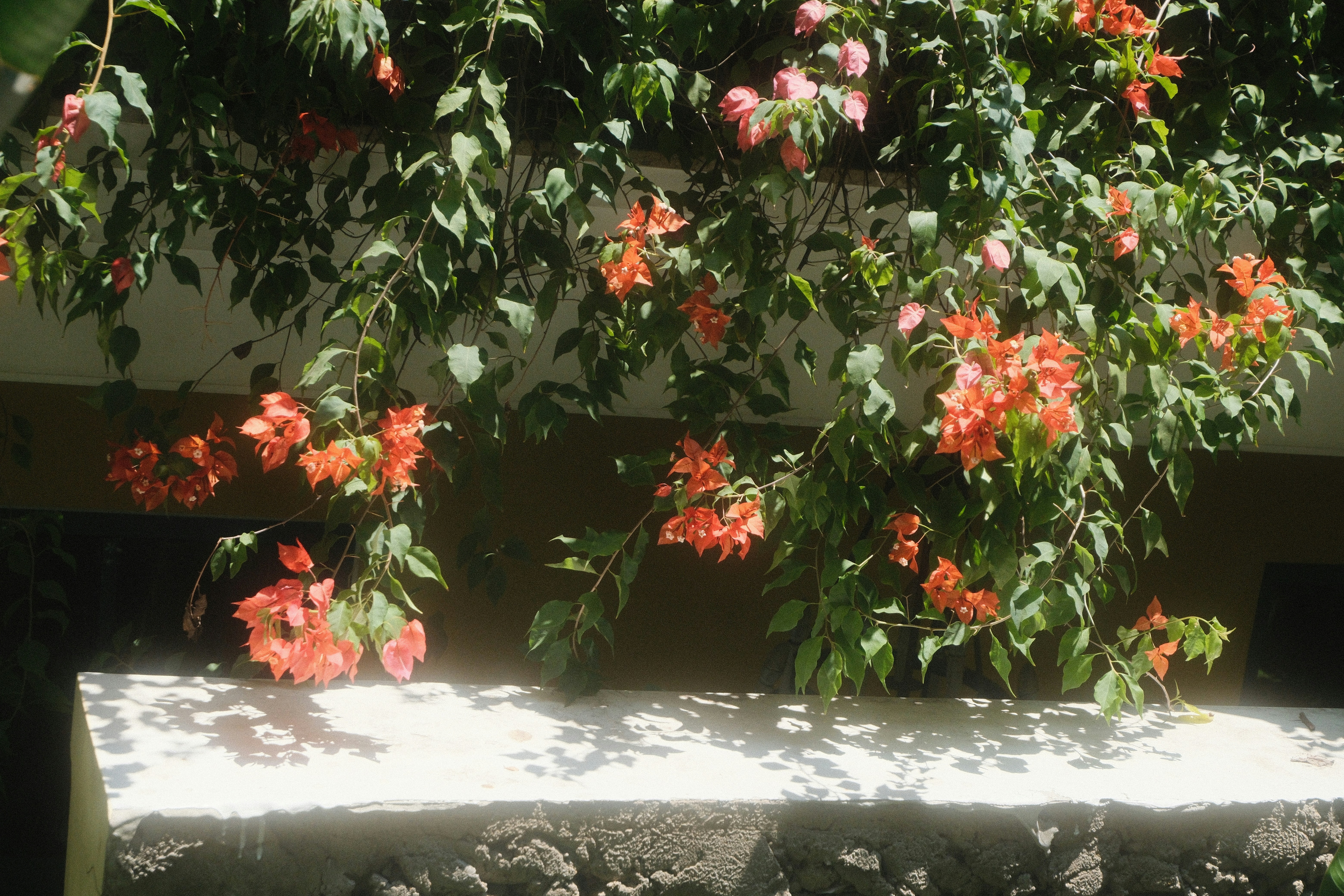 Floral Cascade over a Shaded Terrace